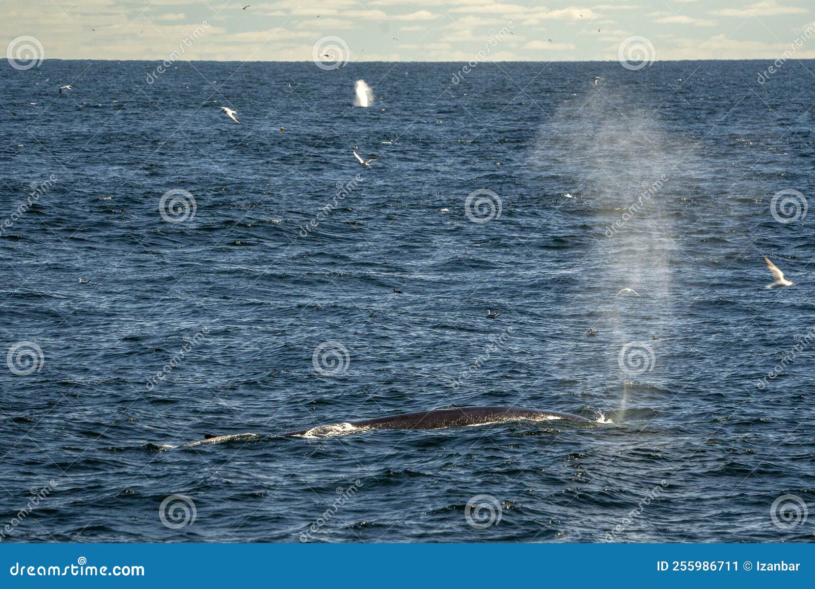 Fin Whale in Cape Cod Whale Watching Stock Image - Image of cape ...