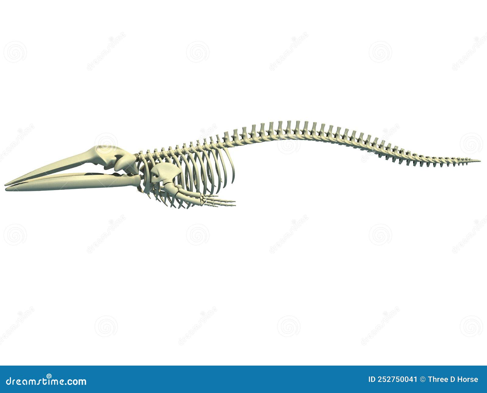 Blue Whale Skull Diagram