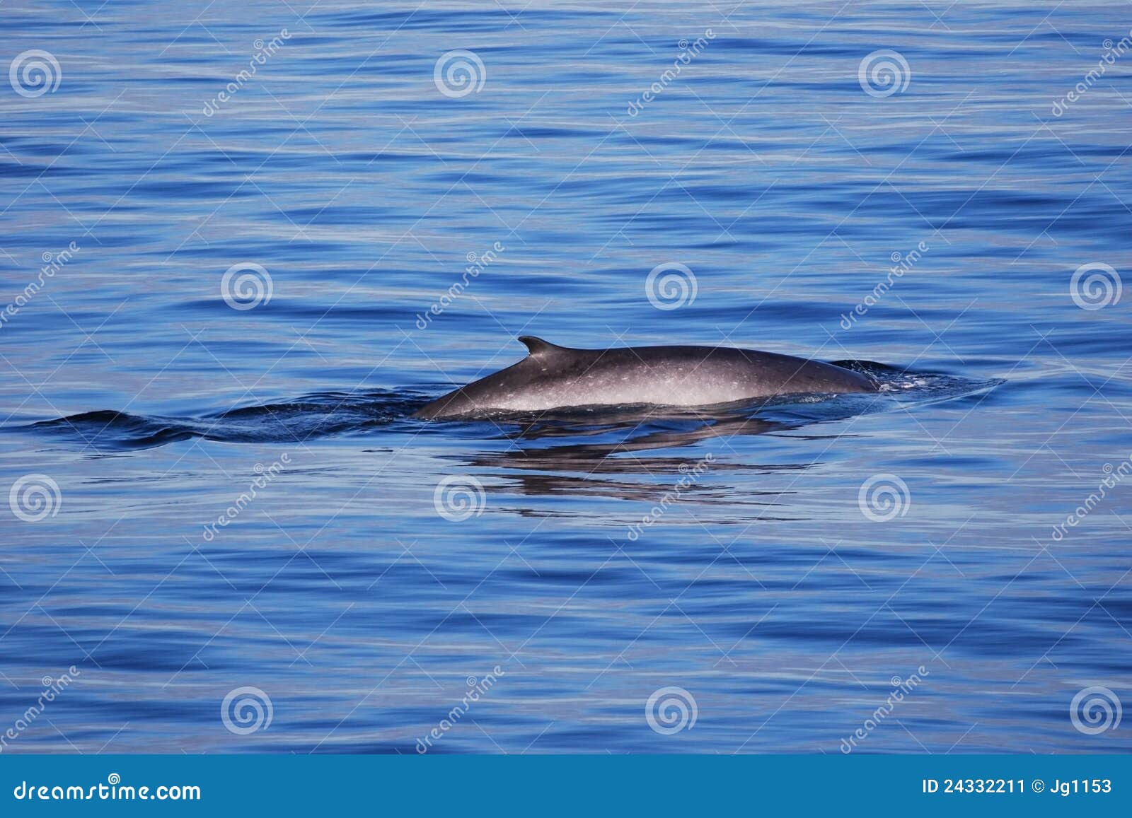 Fin Whale Surfacing stock image. Image of marine, surfacing - 24332211