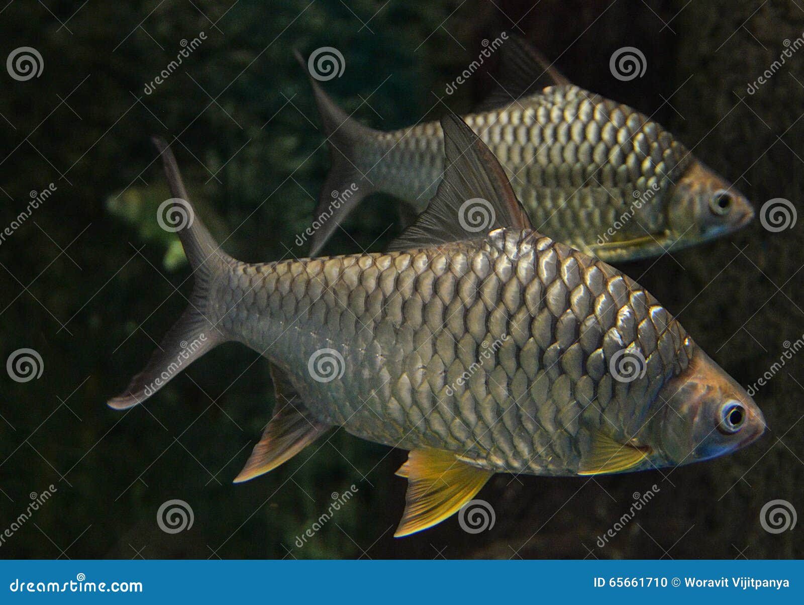 Fin Yellow fish stock photo. Image of yellow, fishing - 65661710