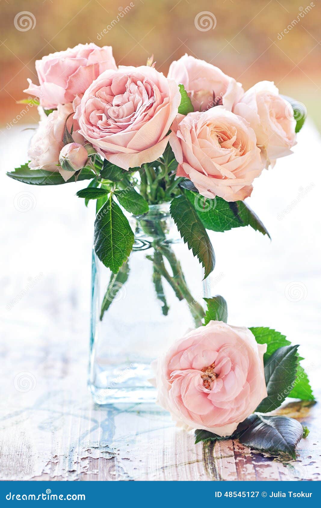 Fina rosa ro fotografering för bildbyråer. Bild av födelsedag - 48545127