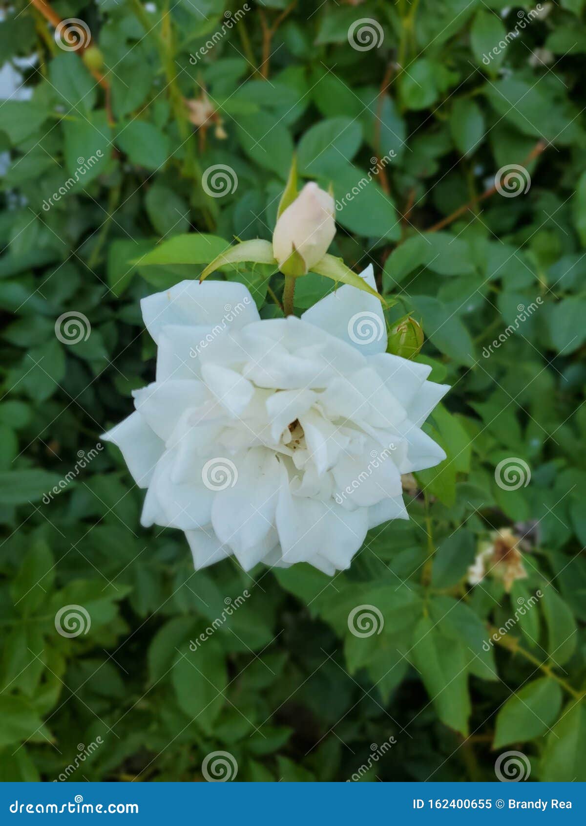 Final Bloom stock image. Image of rose, flower, bloom - 162400655