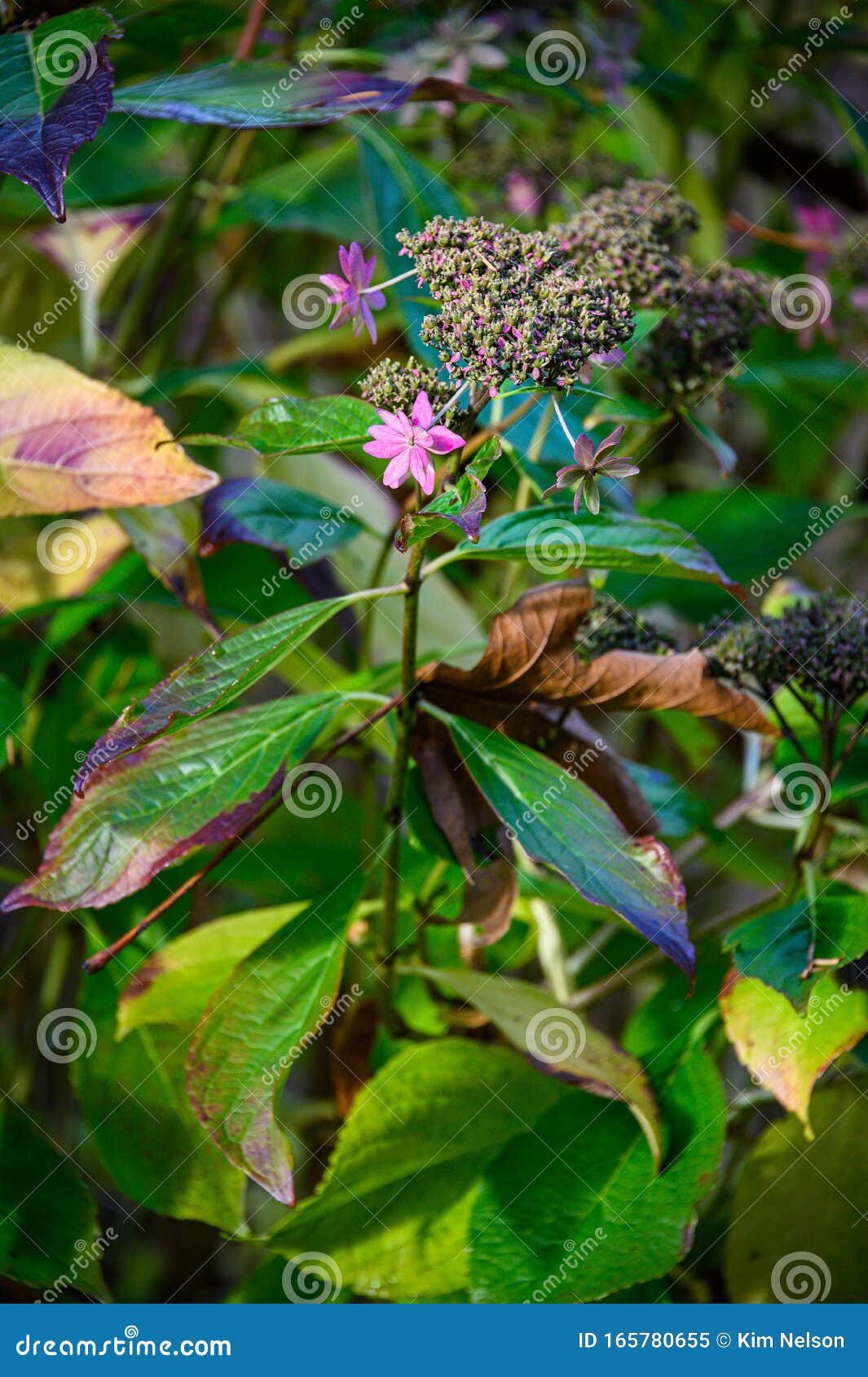Final Fall Blooms on Hydrangea Bushes, Nature Background Stock Image ...