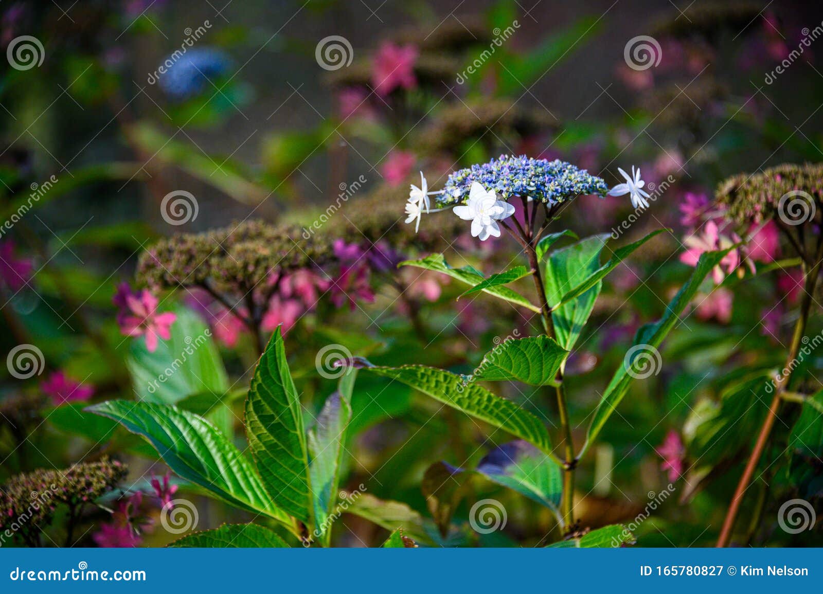 Final Fall Blooms on Hydrangea Bushes, Nature Background Stock Image ...