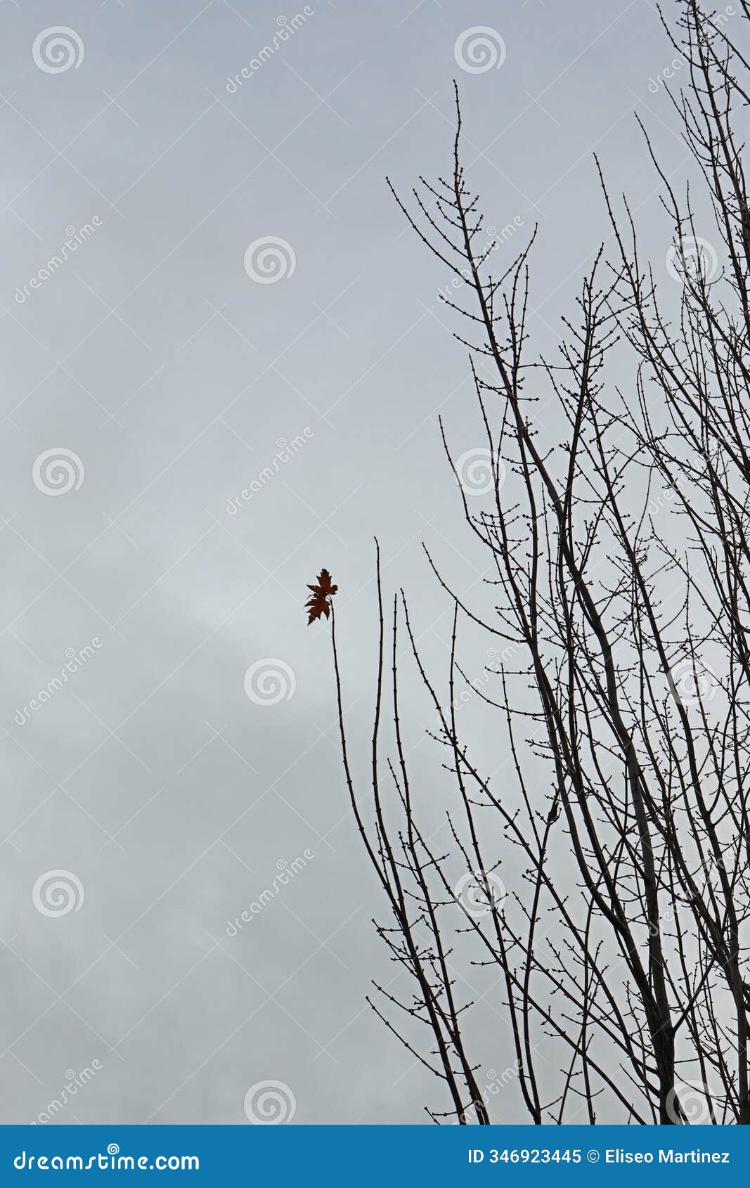 Final Fall Leaf Hanging on stock image. Image of twig - 346923445