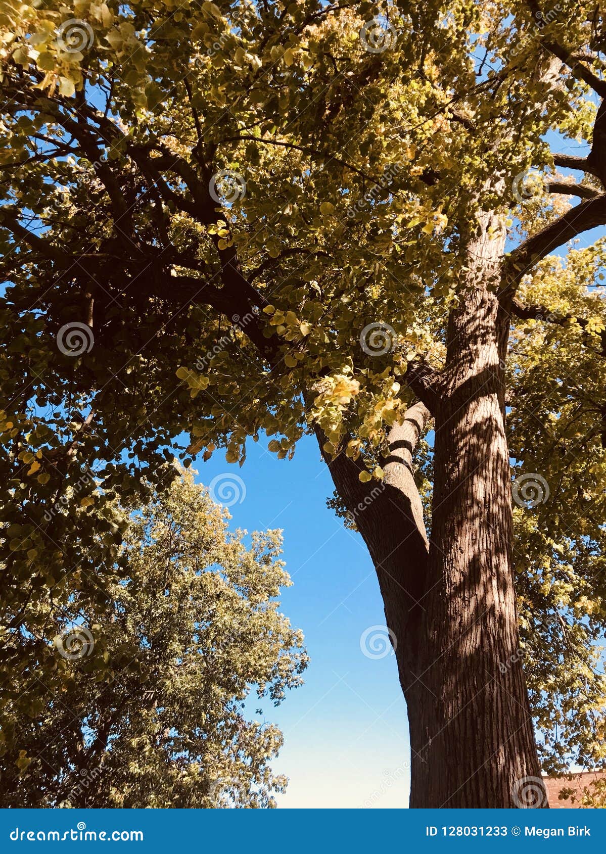 Finally Fall stock image. Image of leaves, blue, fall - 128031233