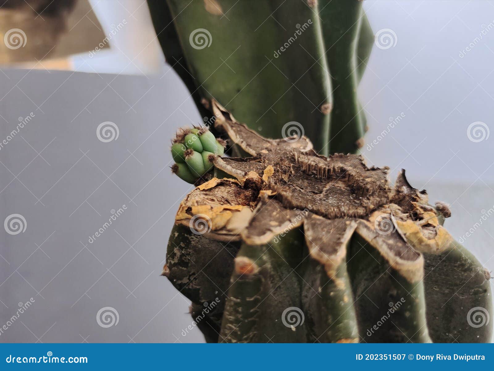 Finally Growing a New Cactus .... Stock Image - Image of heart, cactus ...