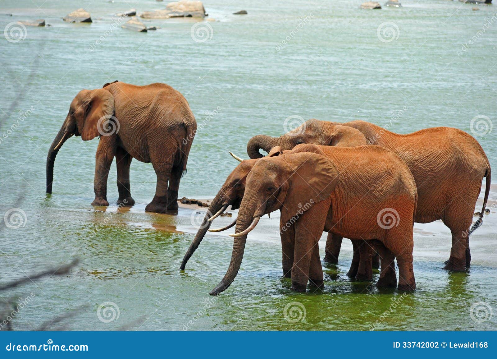 Finally water stock photo. Image of pachyderm, tusks - 33742002