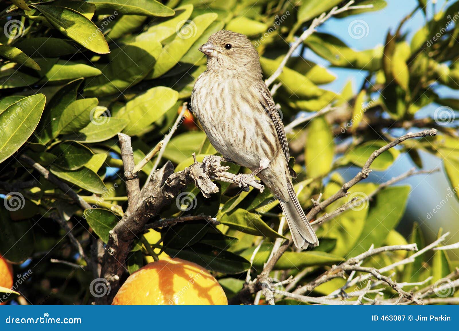 Finch 1 stock image. Image of twig, beautiful, beak, wild - 463087