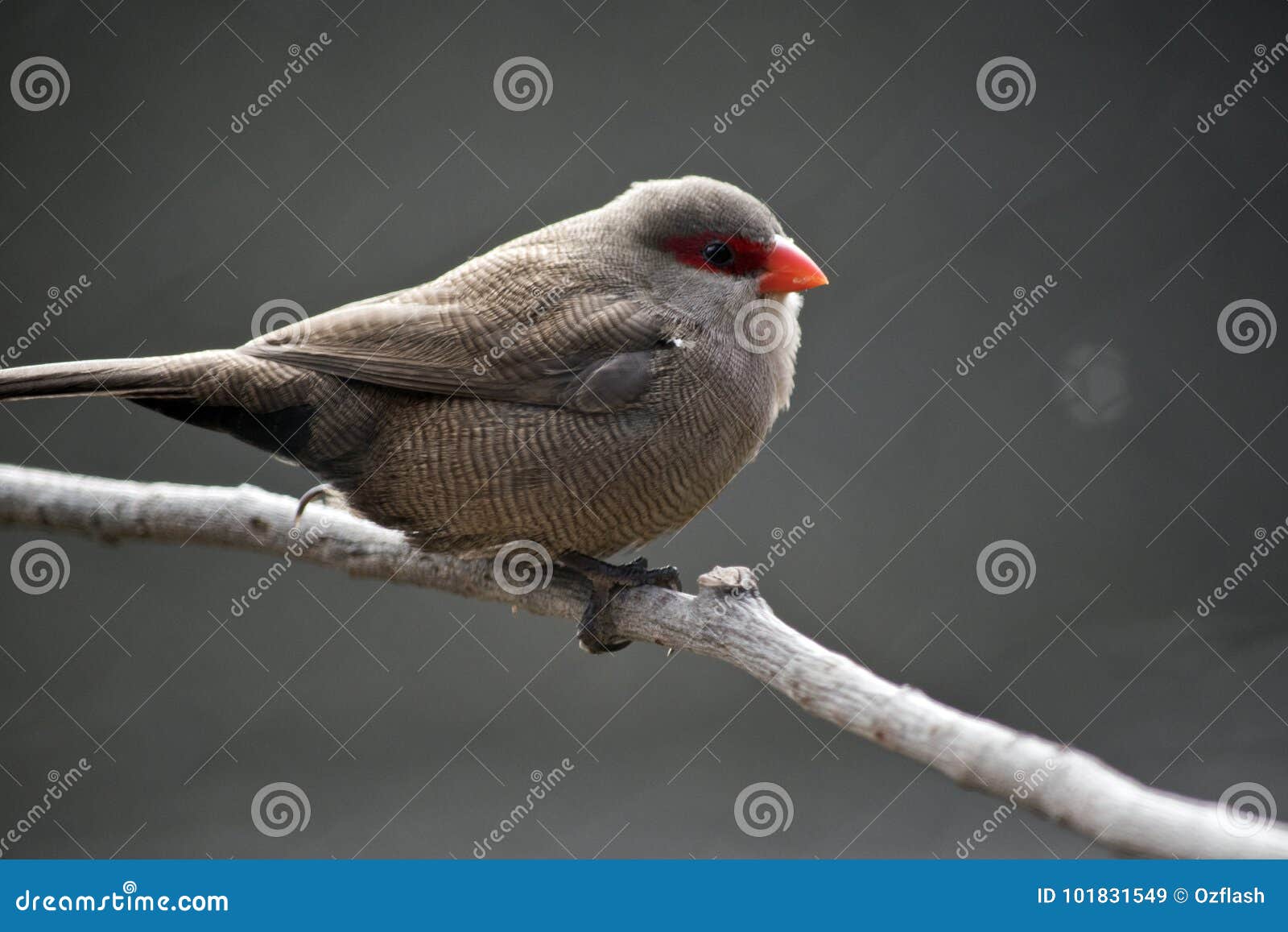 Finch imagem de stock. Imagem de marrom, bico, caixa - 101831549
