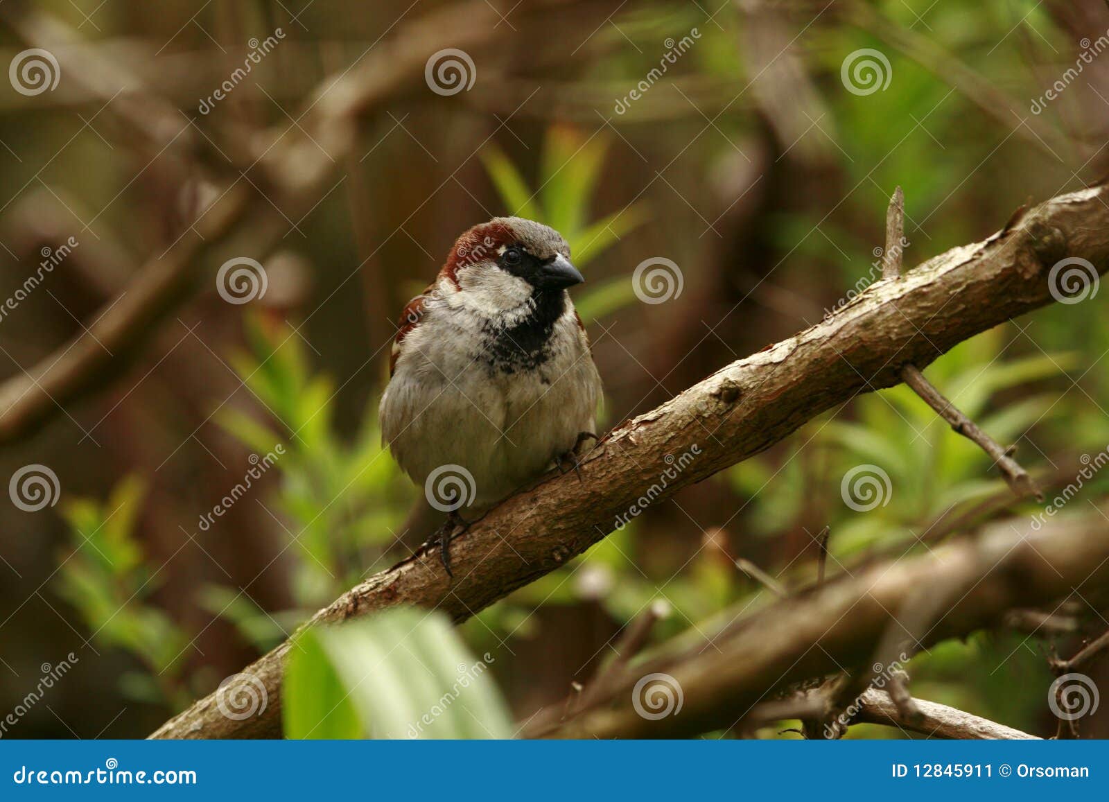 Finch stock image. Image of small, perched, beak, bird - 12845911
