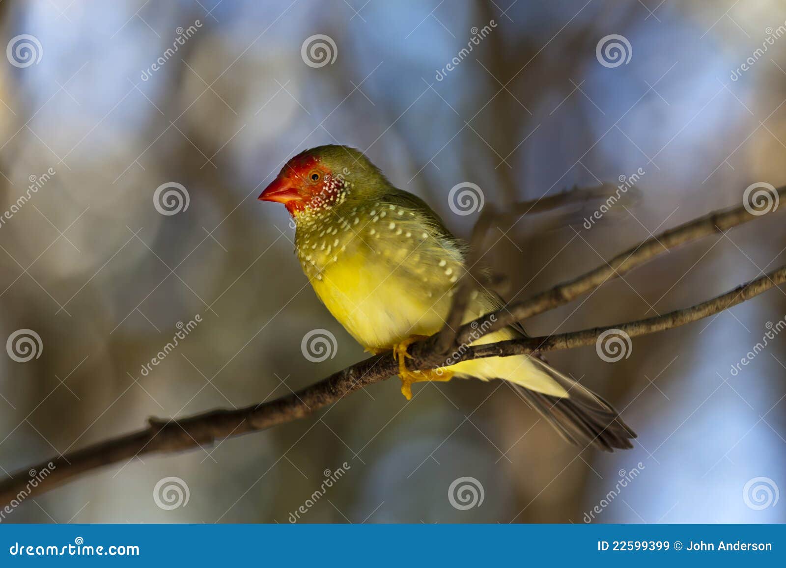 Finch stock image. Image of florida, exotic, birds, flight - 22599399