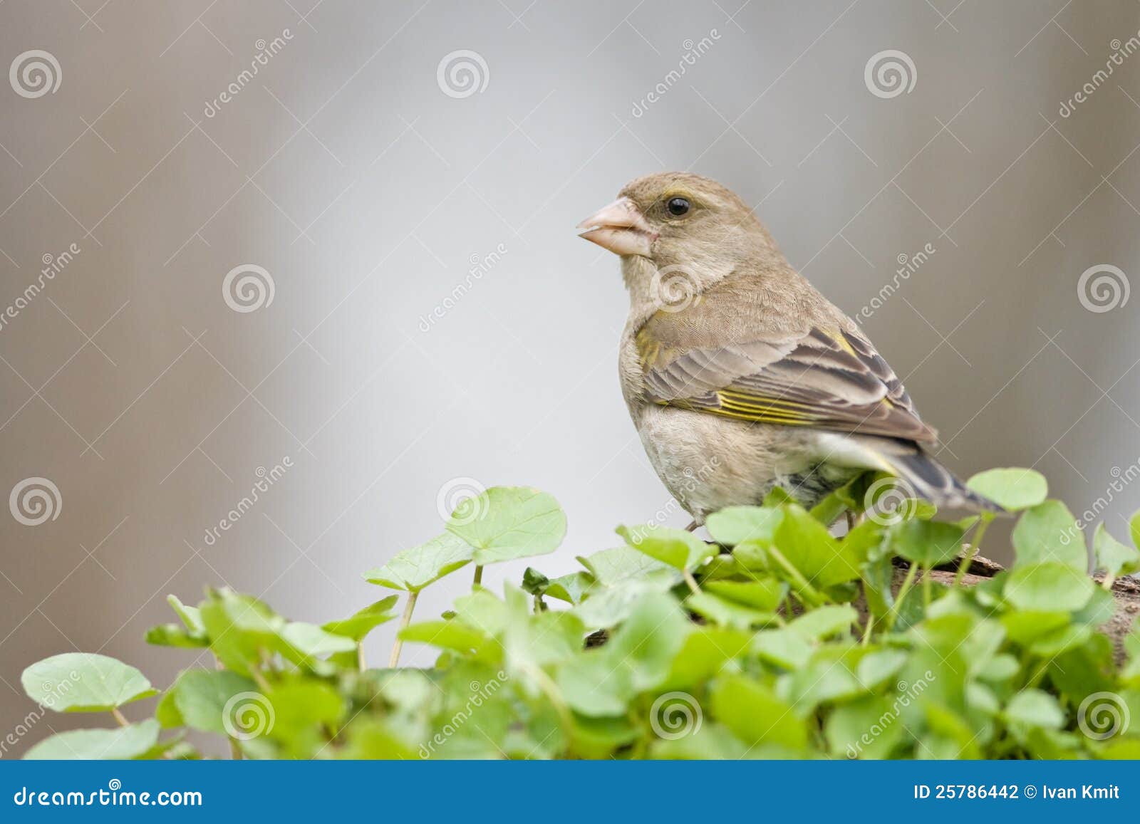 Finch stock photo. Image of garden, feather, branch, green - 25786442