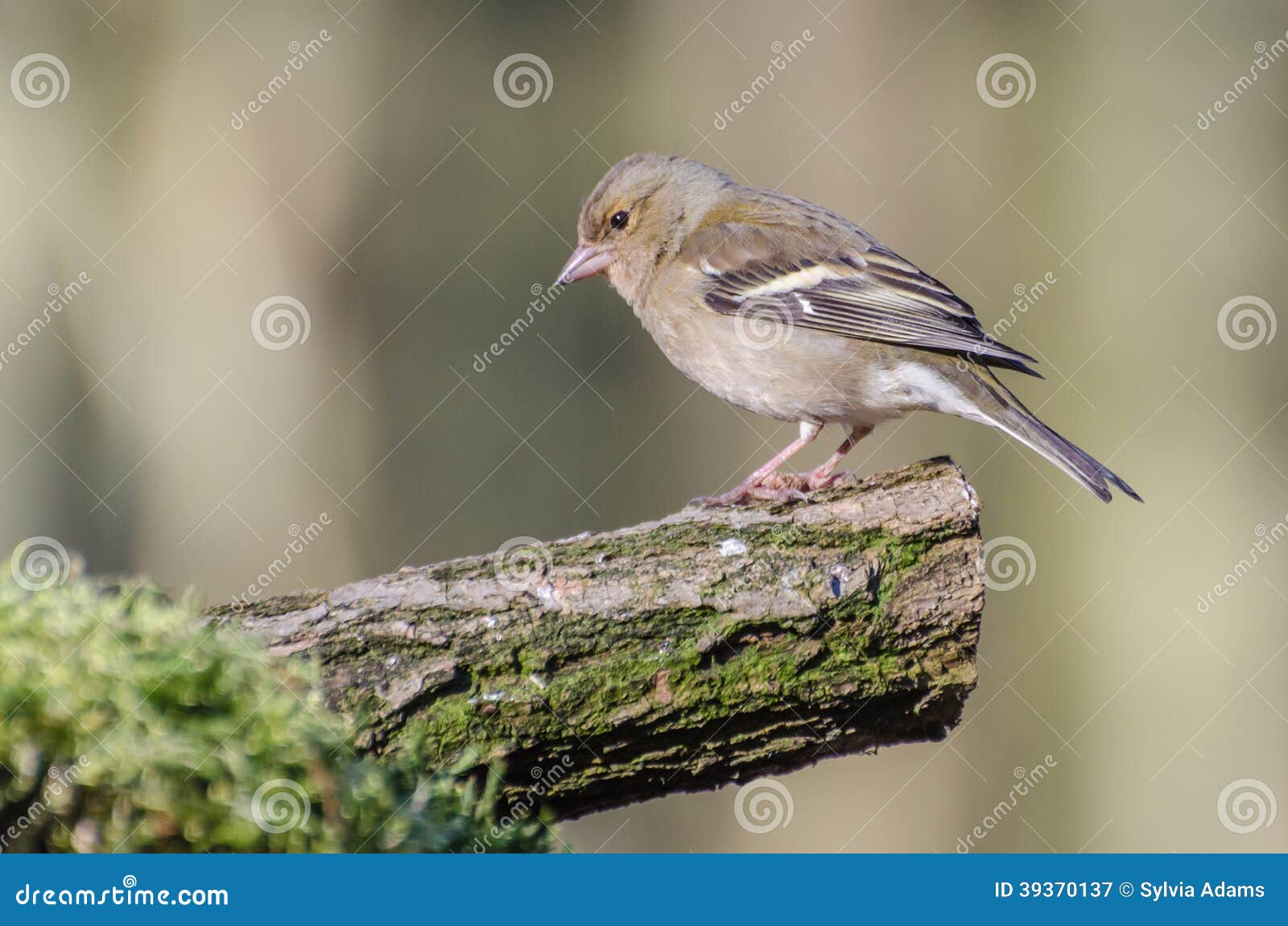 Finch stock image. Image of weather, european, feather - 39370137