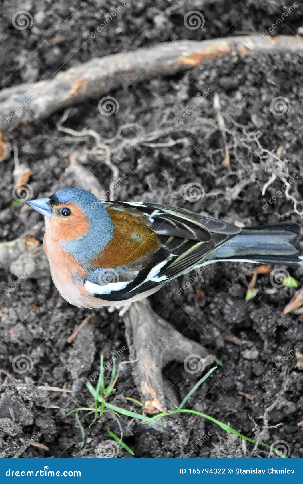 Finch Bird Down Beautiful Colors Cute Stock Photo - Image of colors ...