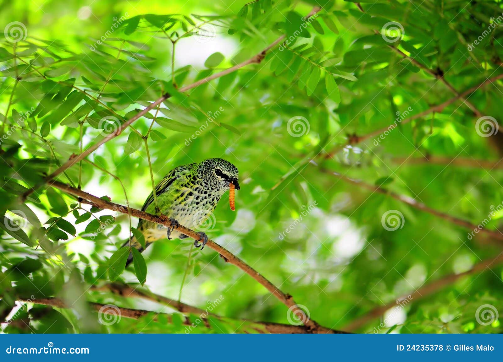 Finch Bird Eating a Worm stock photo. Image of finches - 24235378