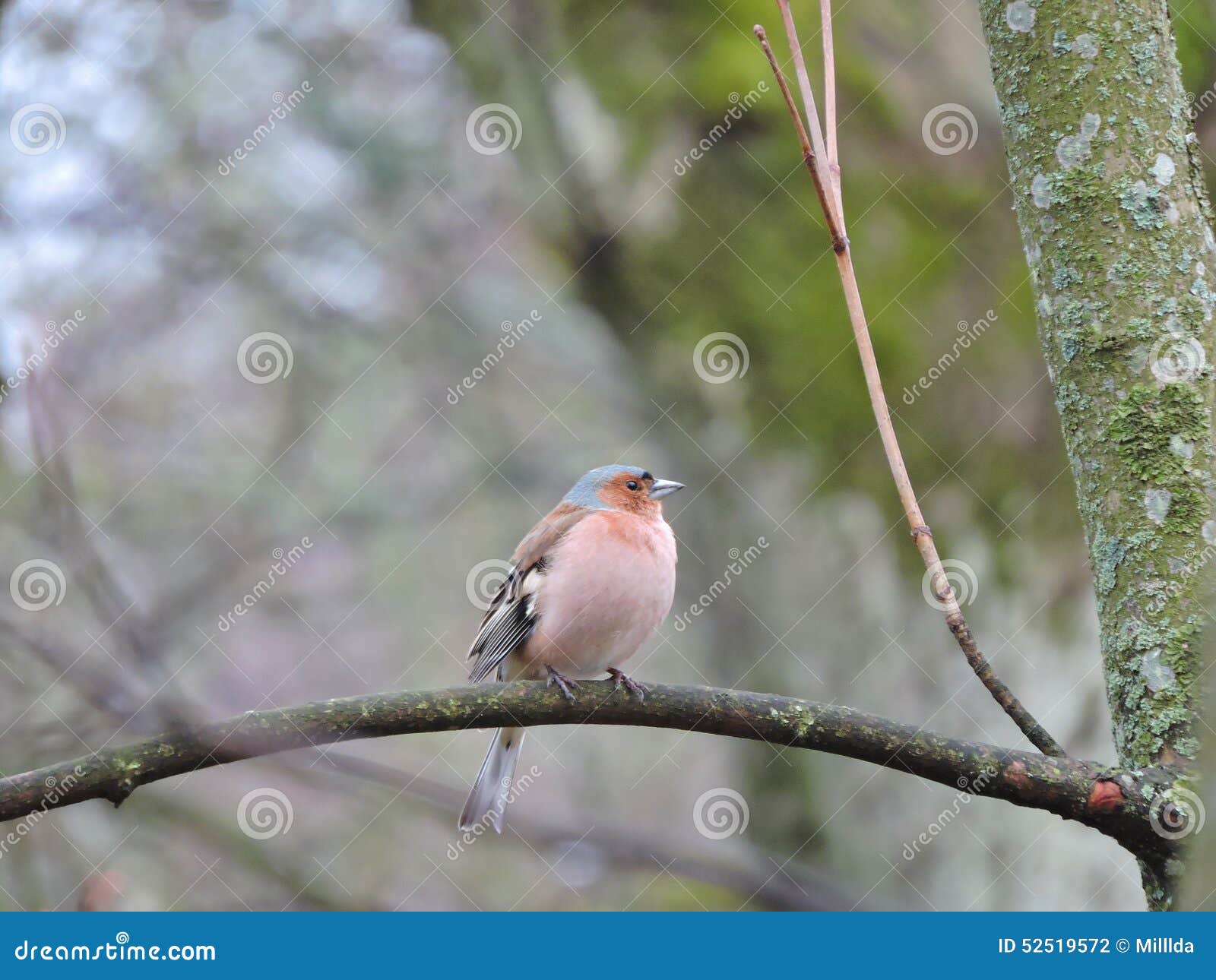 Finch bird, Lithuania stock photo. Image of leaf, belly - 52519572