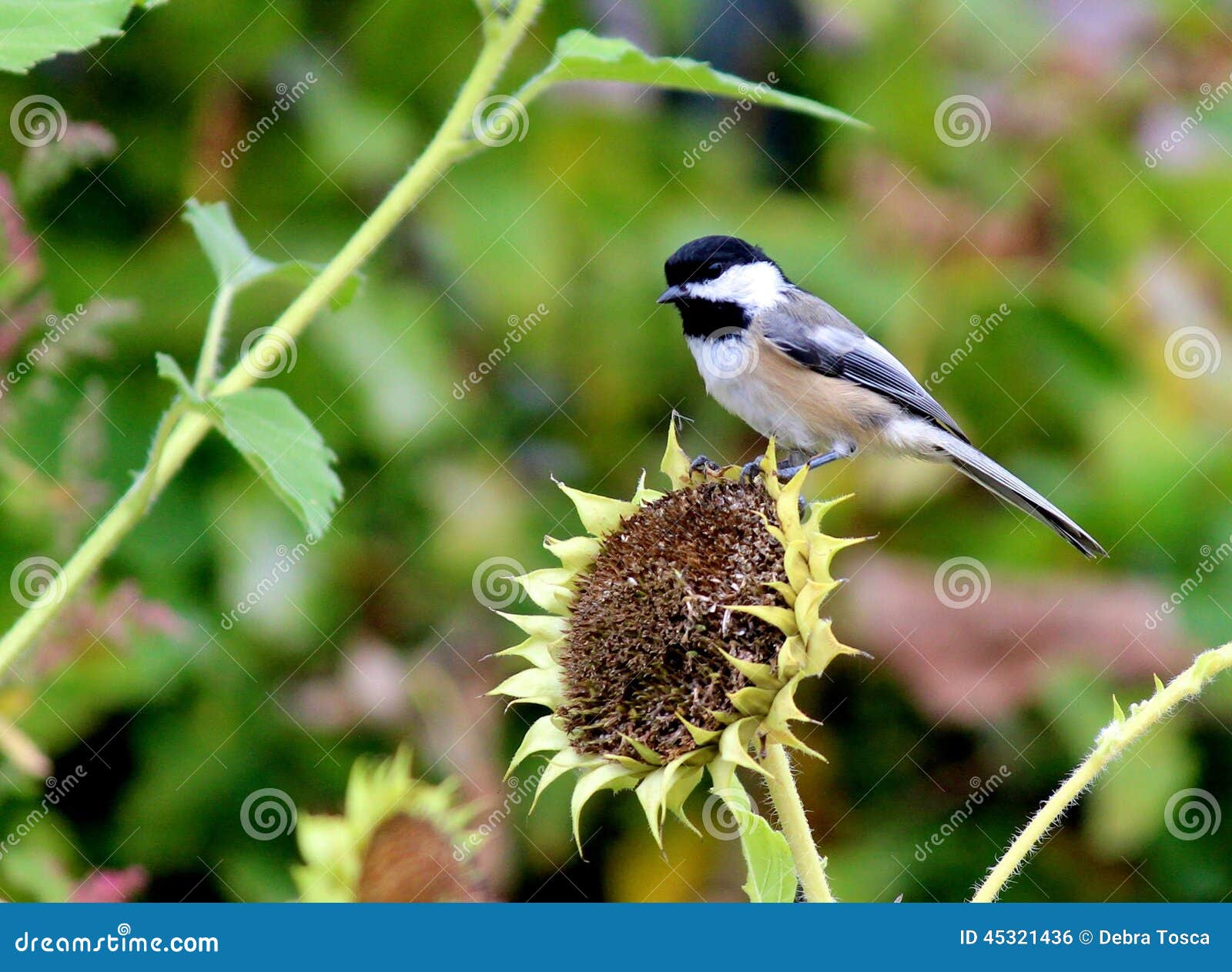 Bird Black Capped Chickadee Stock Photo - Image of flower, feathers ...