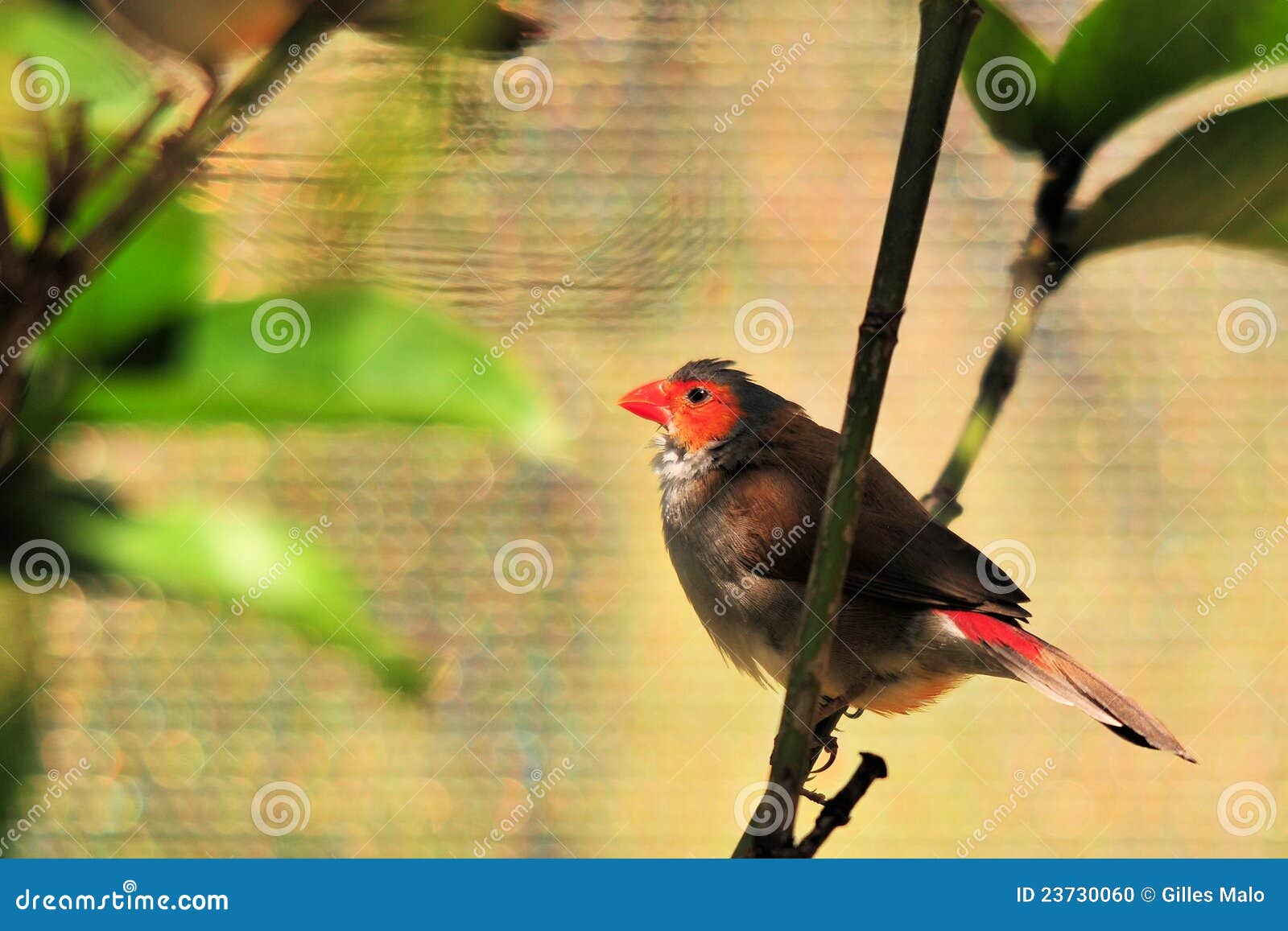 Finch Bird in a Tree stock photo. Image of beauty, beautiful - 23730060