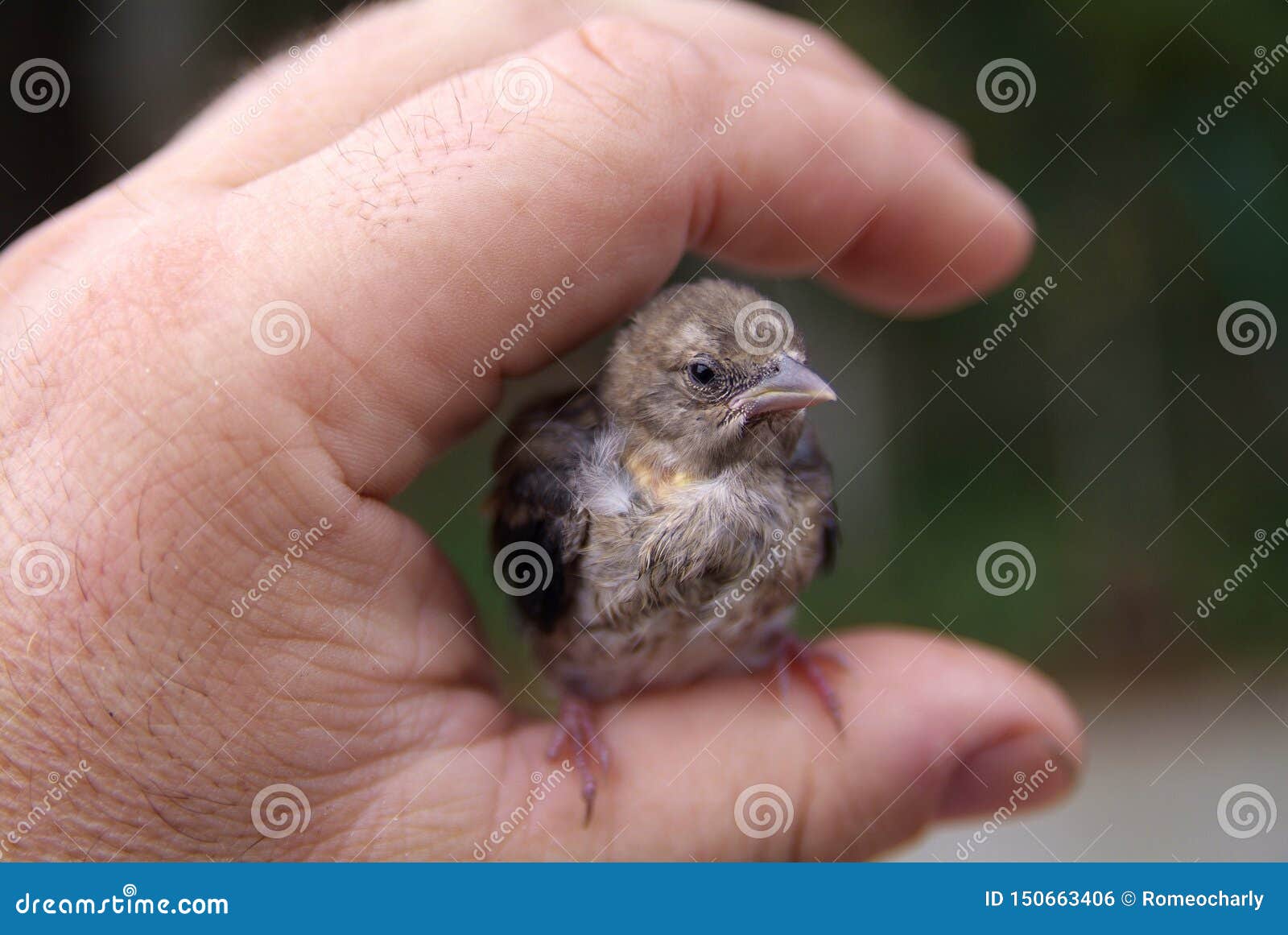 Finch chick of 3 days stock illustration. Illustration of farm - 150663406