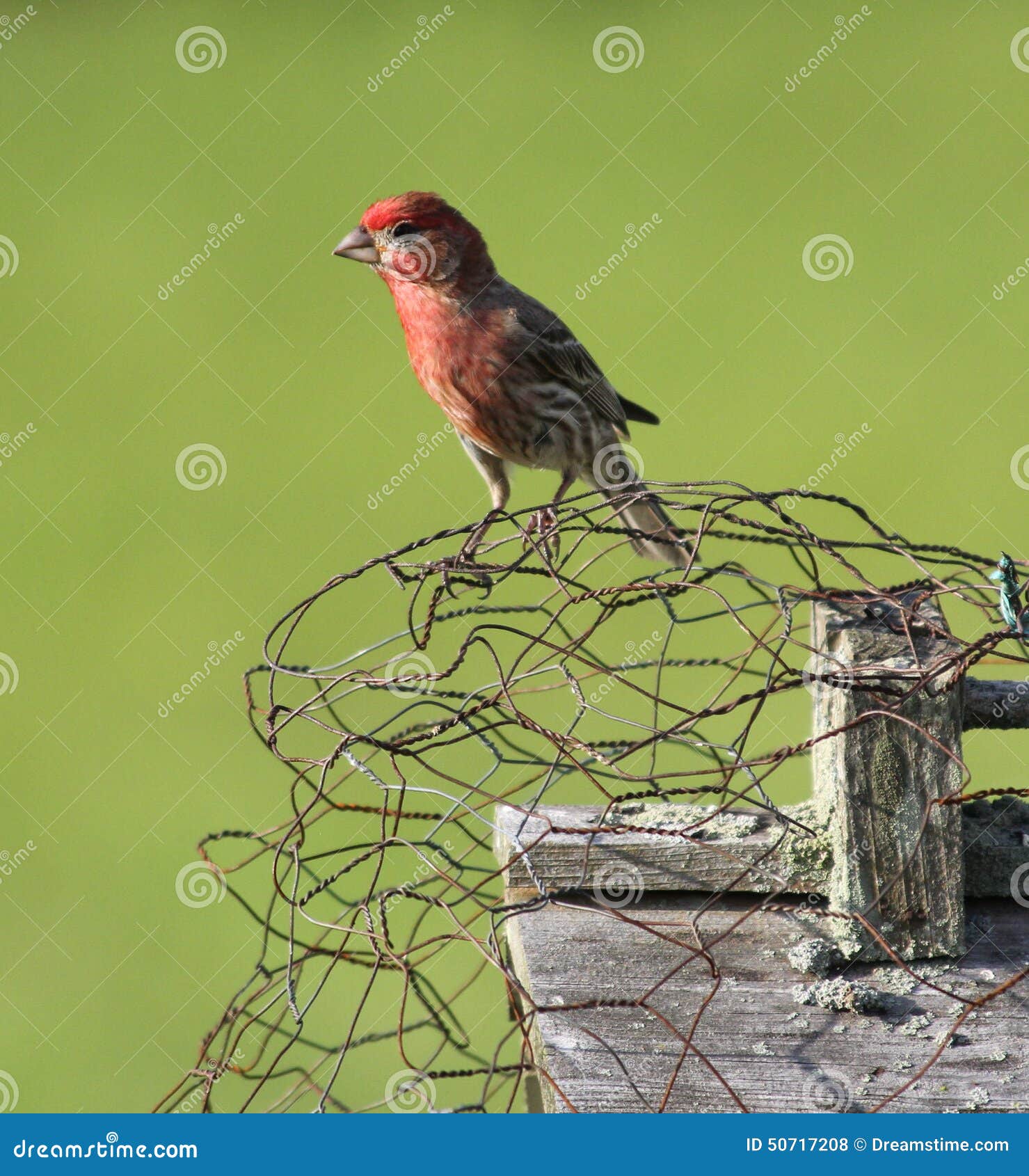 Finch on chicken wire stock photo. Image of backdrop - 50717208