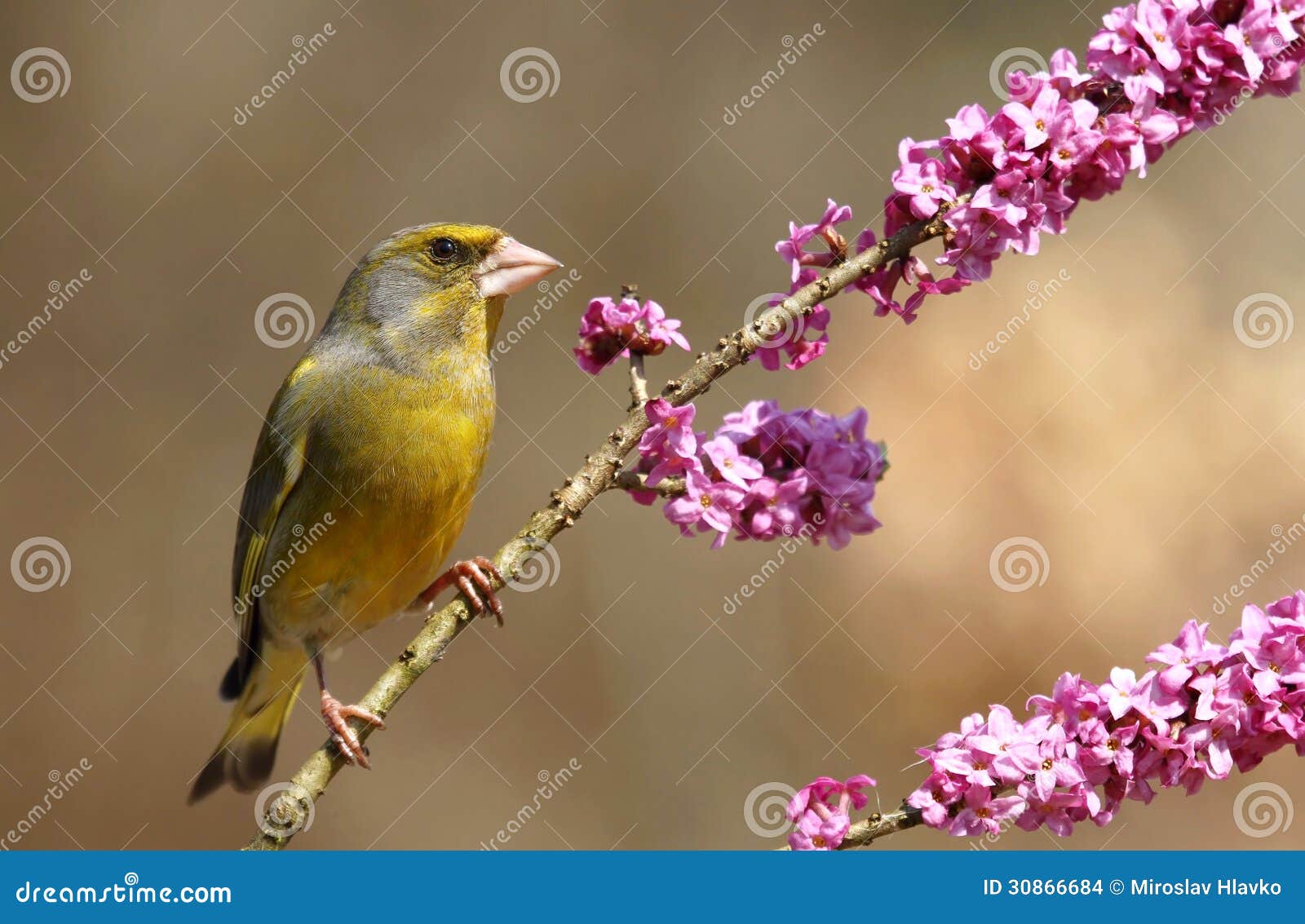 Finch on daphne stock photo. Image of prime, bird, animal - 30866684