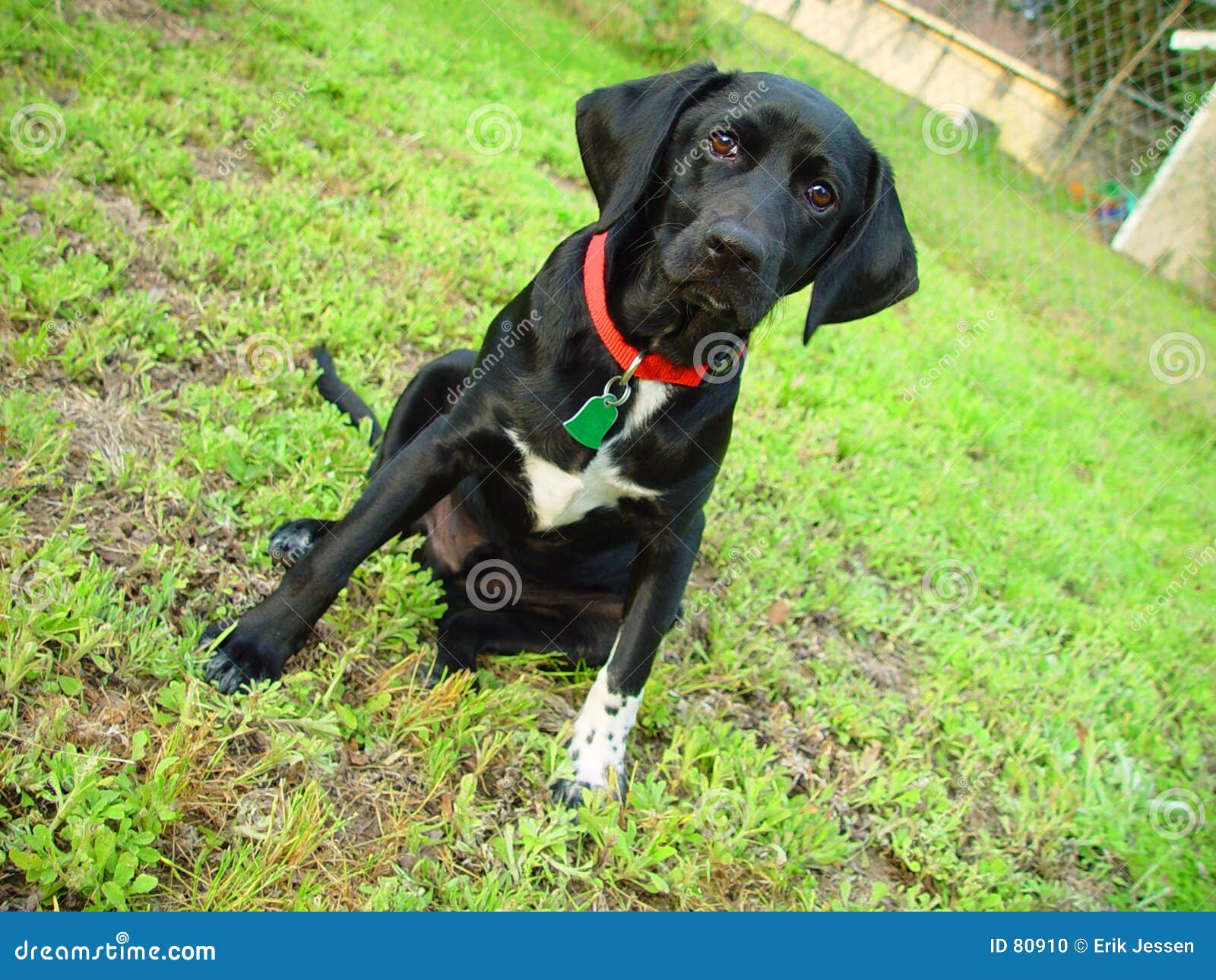 Finch - the dog stock photo. Image of slanted, label, sitting - 80910