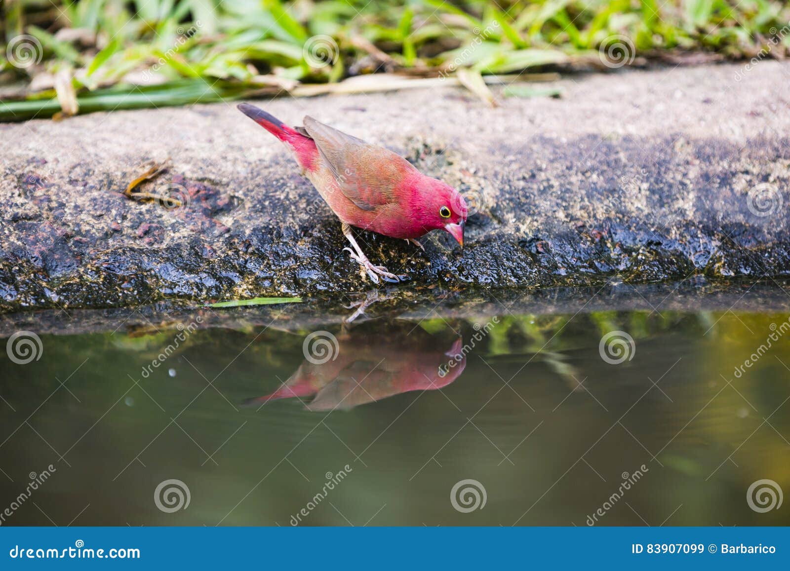 Finch Drinking Water and Seeing Its Reflection Stock Image - Image of ...