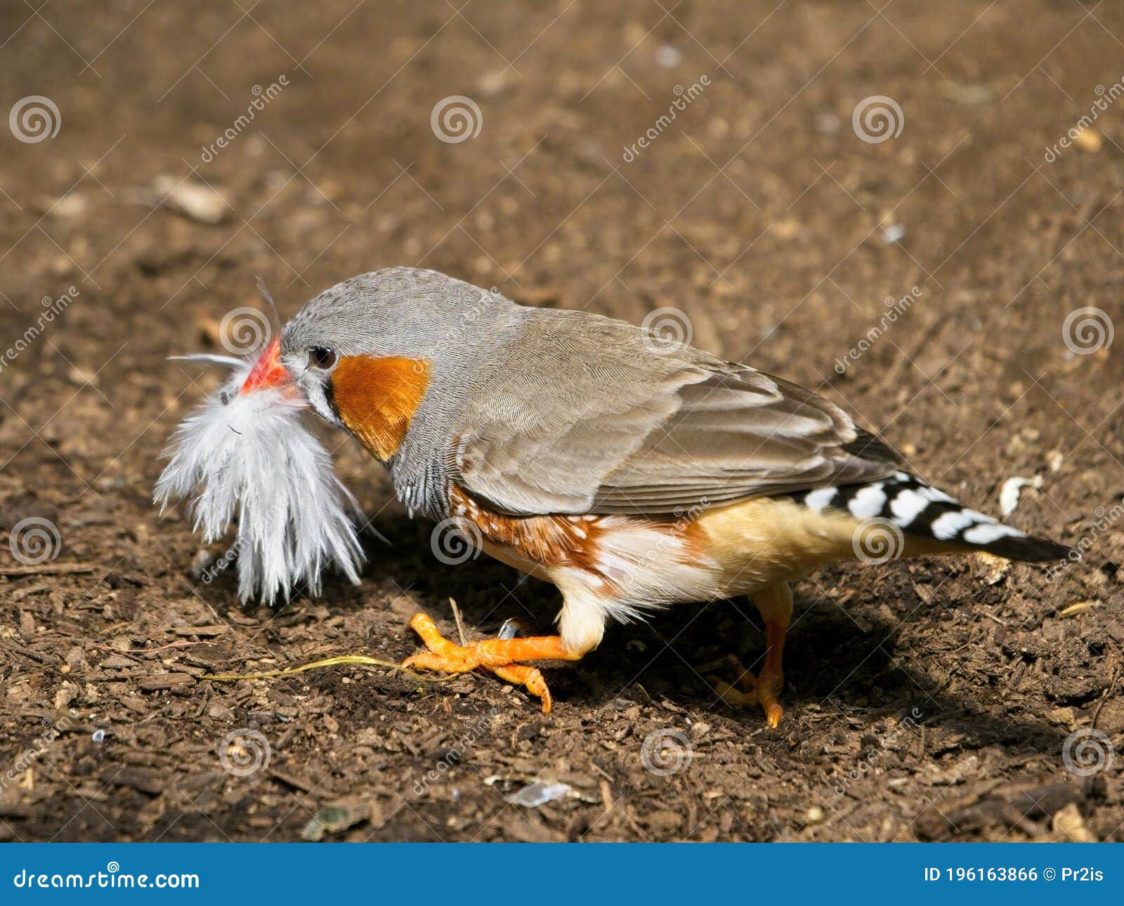 Finch with Feather in the Beak Stock Photo - Image of bird, colourful ...