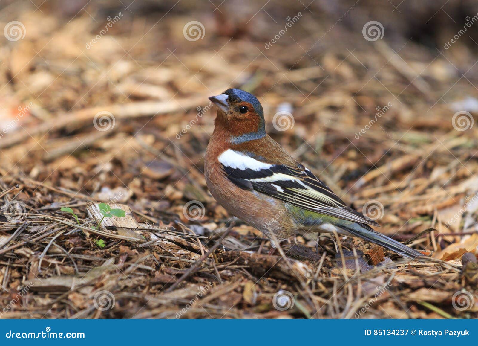 Finch among the First Spring Sprouts Stock Image - Image of europe ...