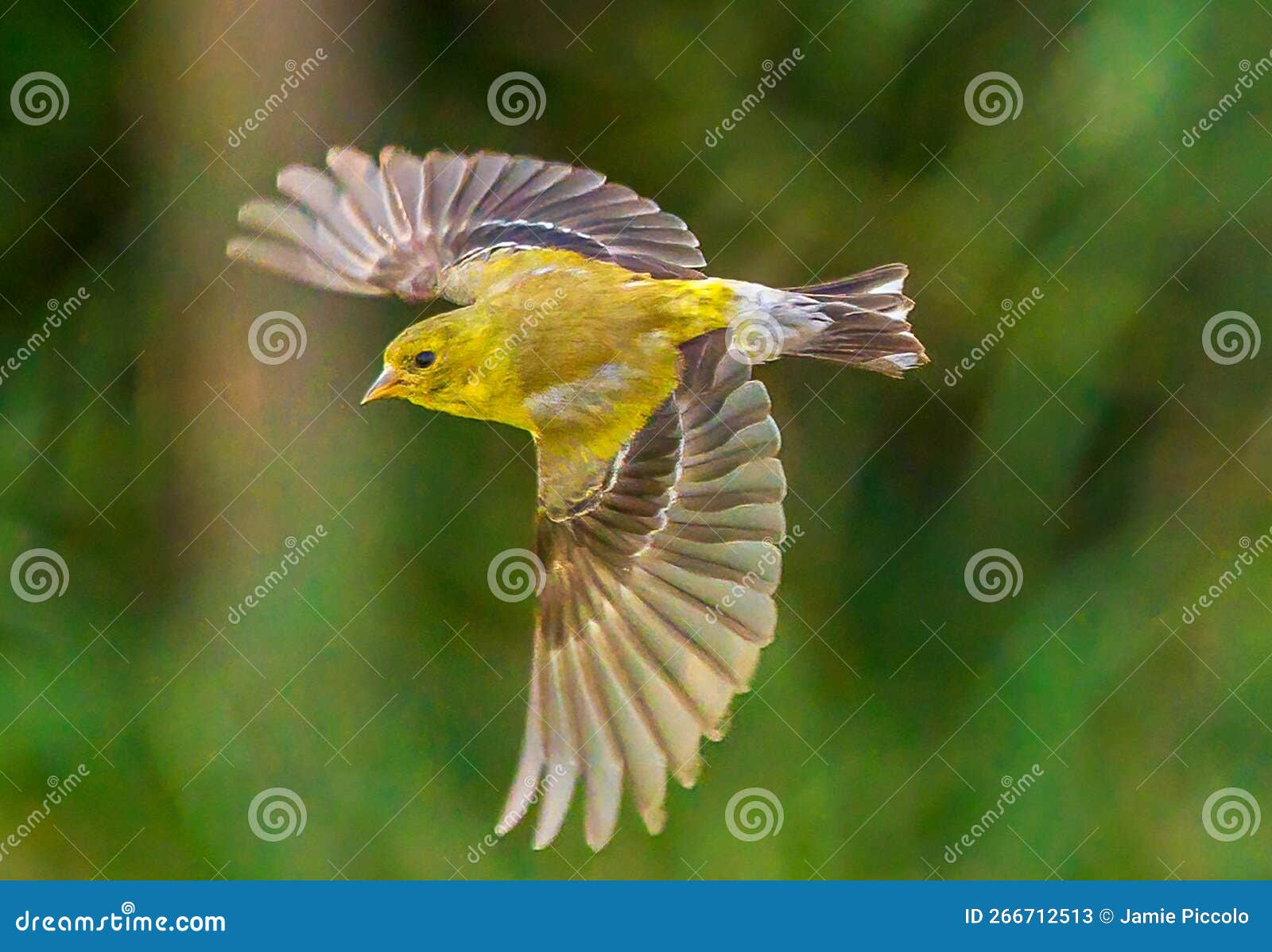 Finch flying fast stock image. Image of beak, prairie - 266712513