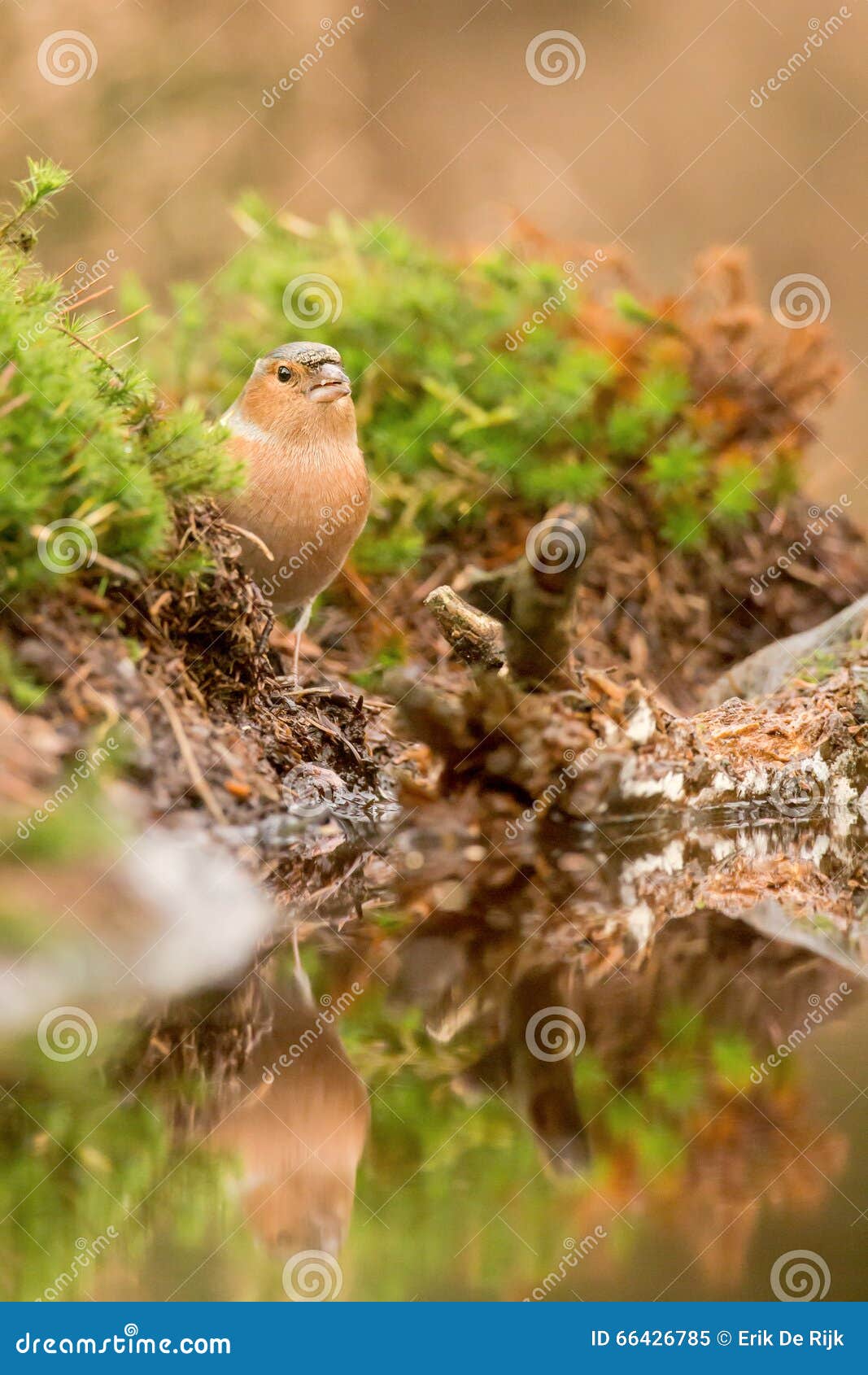 Finch stock image. Image of vogel, vink, vogels, finch - 66426785