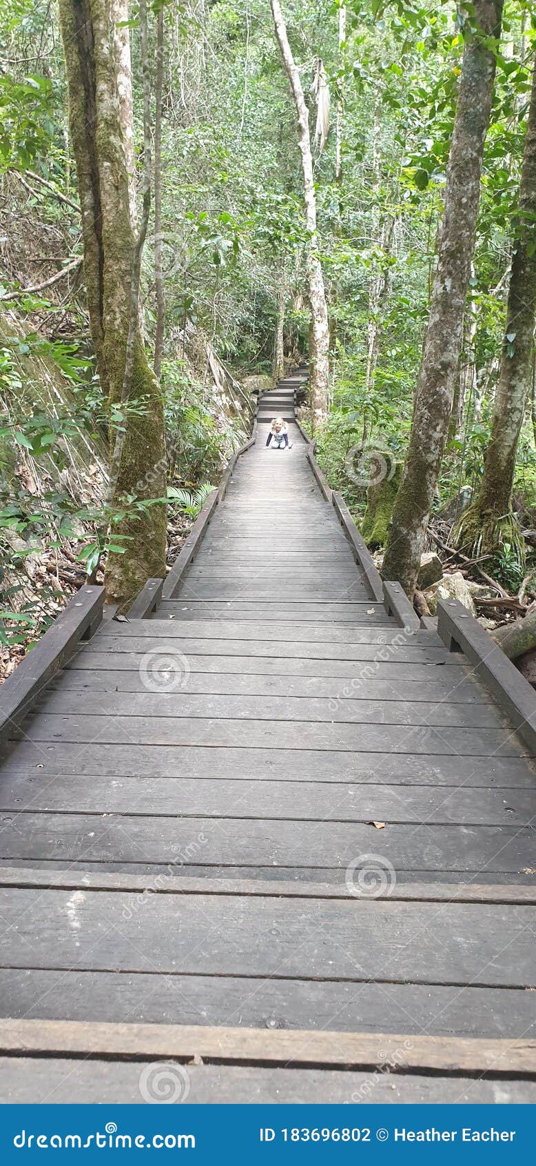 Finch Hatton Gorge Walk stock photo. Image of queensland - 183696802