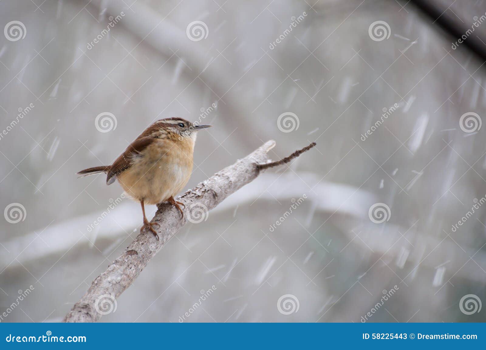 Finch Perched on Branch in Snow Stock Image - Image of branch, snow ...