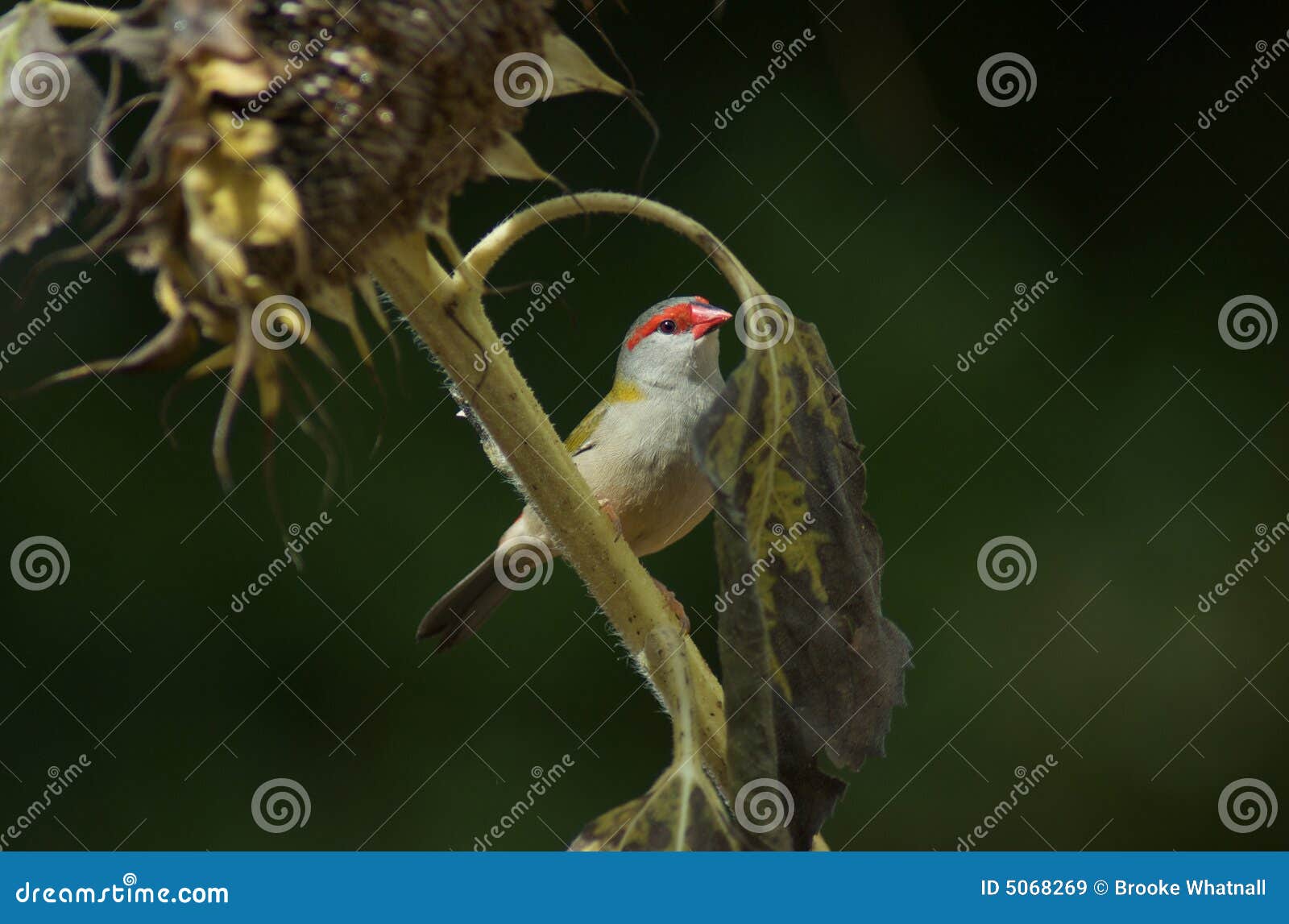 Finch perched in tree stock image. Image of wildlife, outside - 5068269
