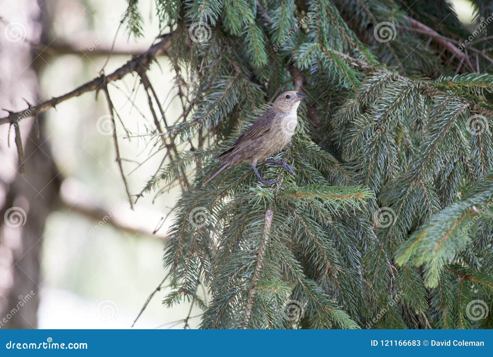 Finch in pine tree stock image. Image of branch, detail - 121166683