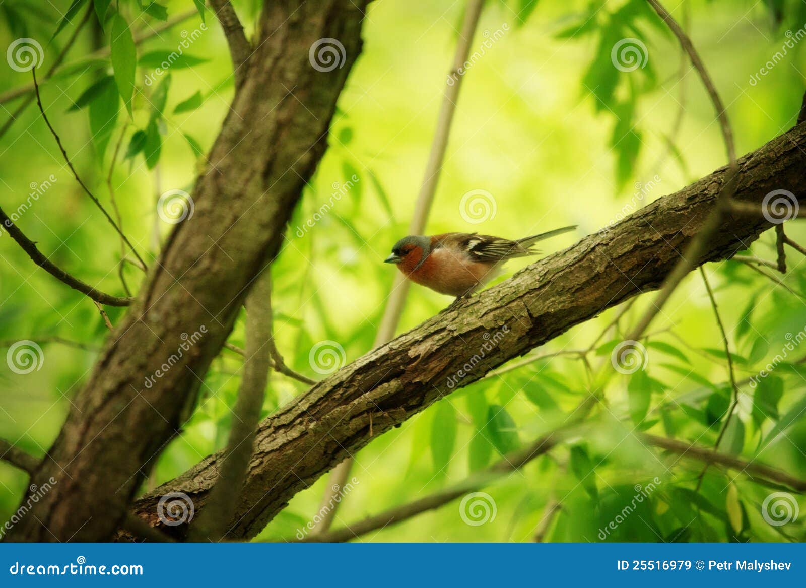 Finch on Tree stock image. Image of cute, fringilla, national - 25516979