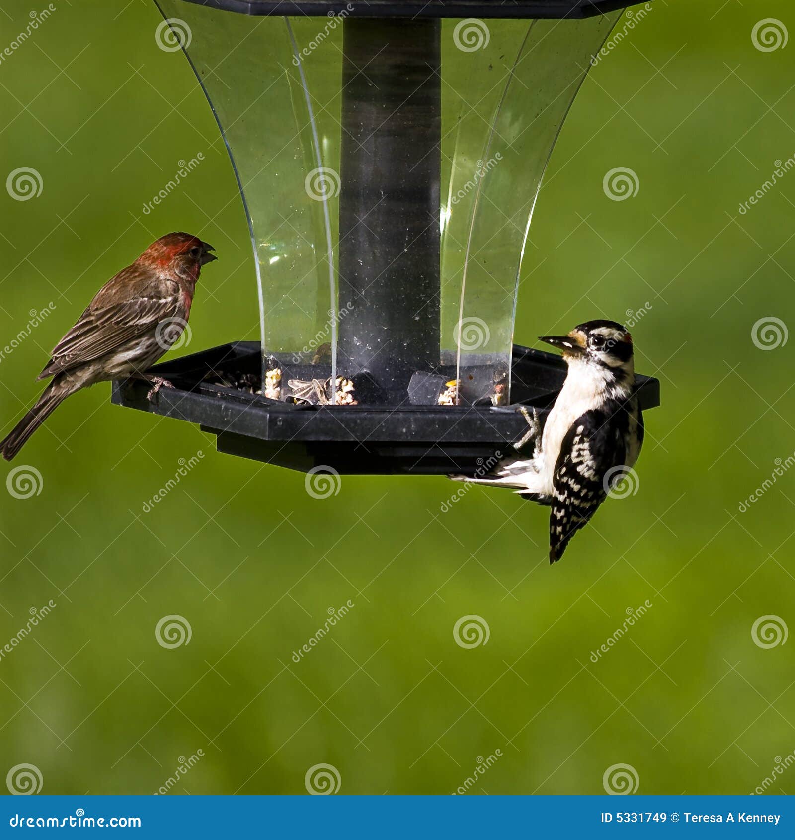 Finch, Woodpecker stock image. Image of east, green, north - 5331749