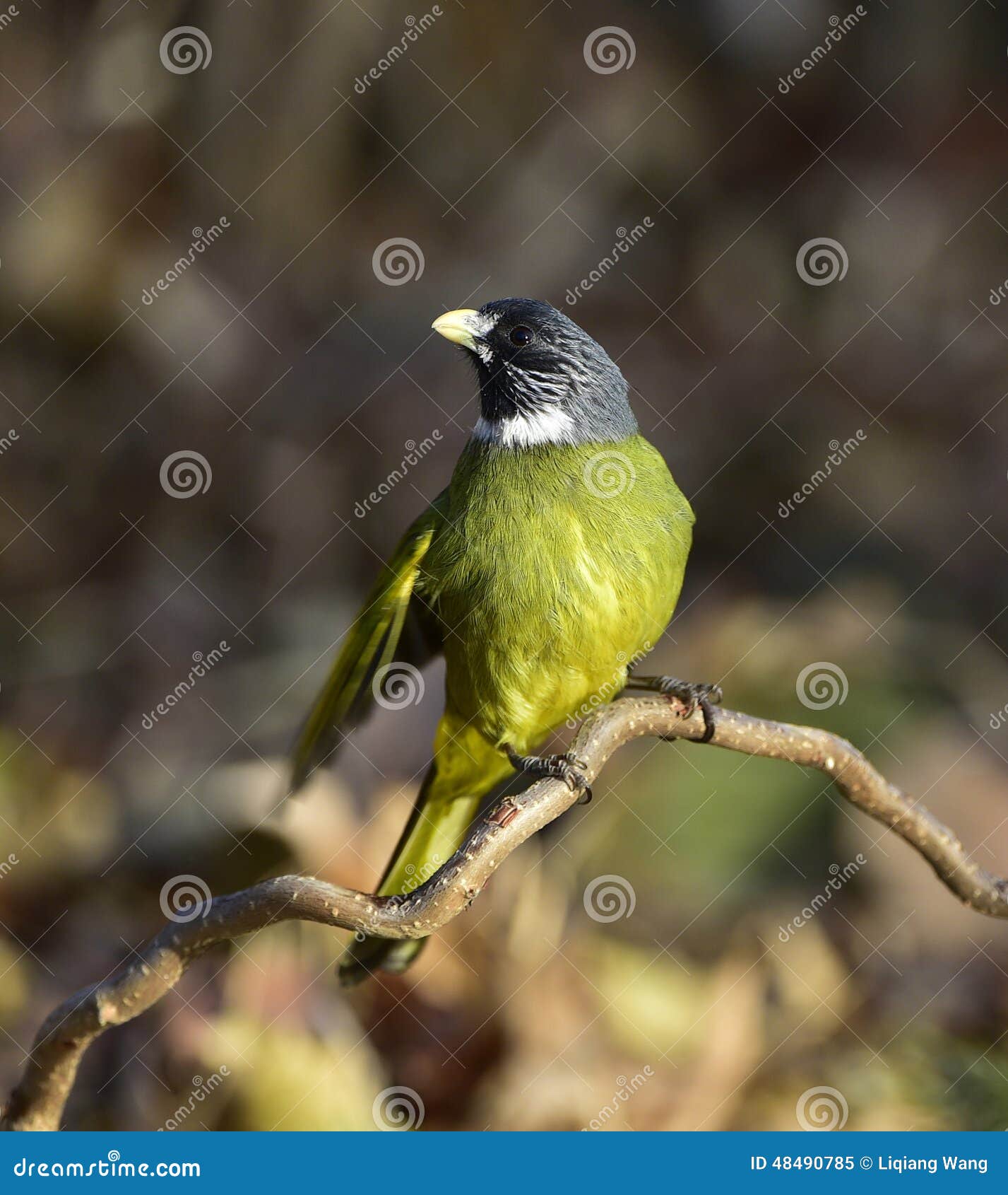 Finchbill colleté image stock. Image du jardin, illustration - 48490785