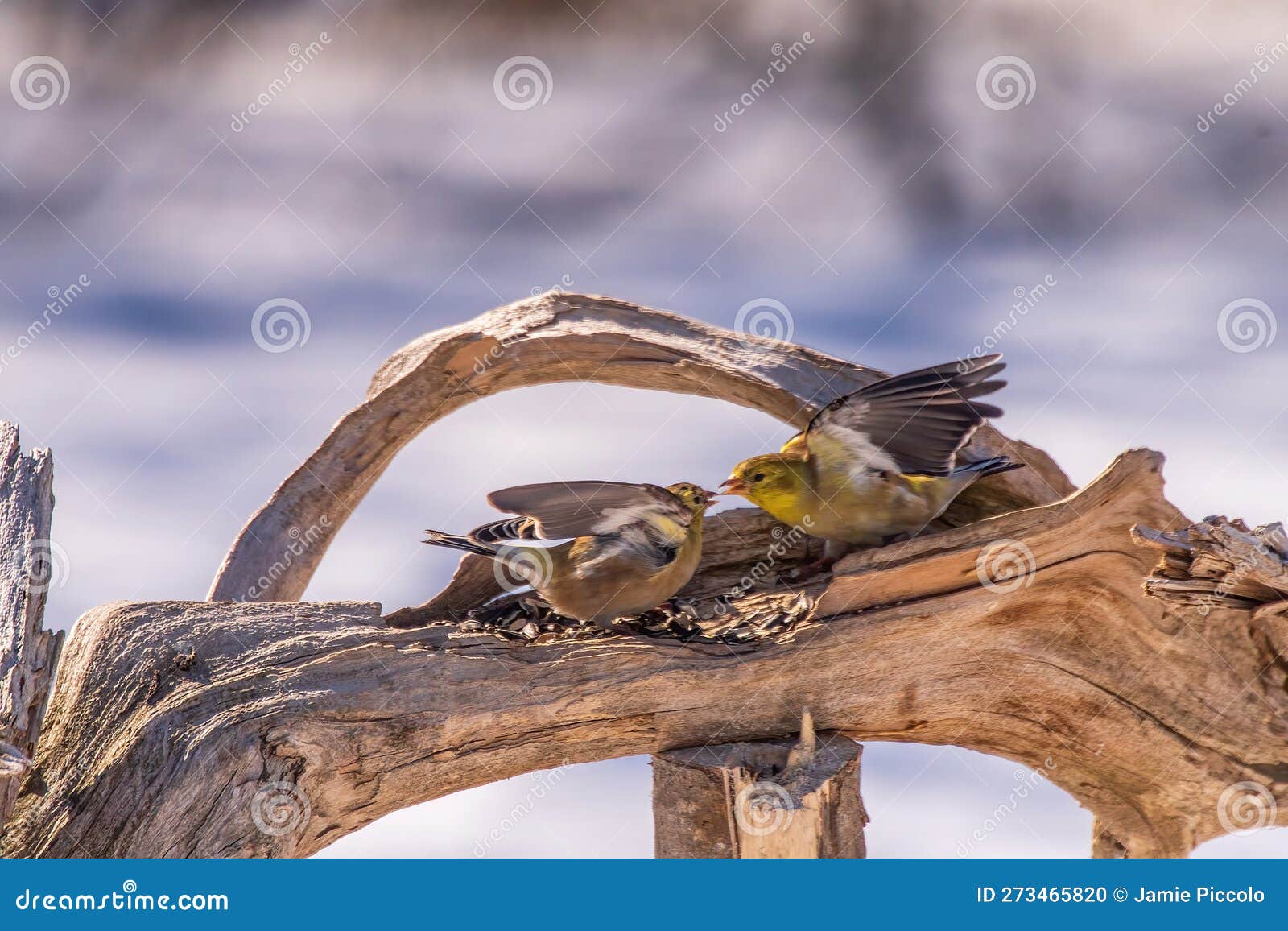 Finches Fighting Over Seeds in Spring Stock Photo - Image of spring ...