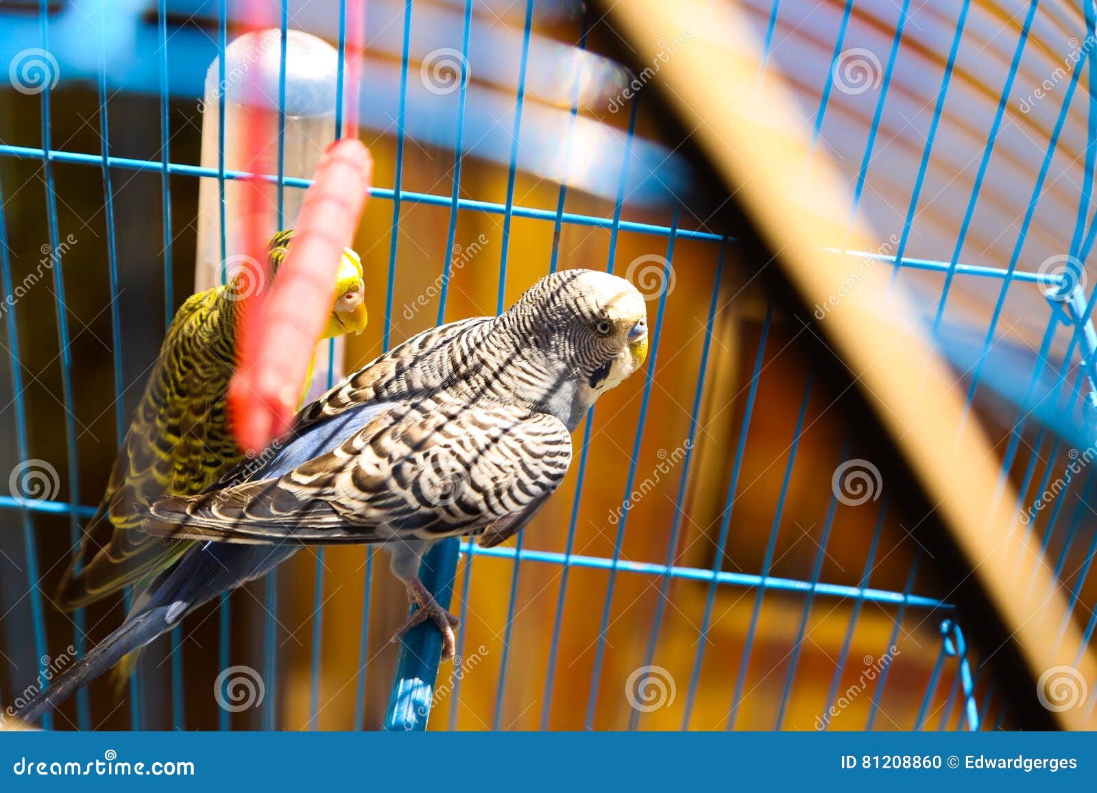Finches stock photo. Image of cage, color, finches, branch - 81208860