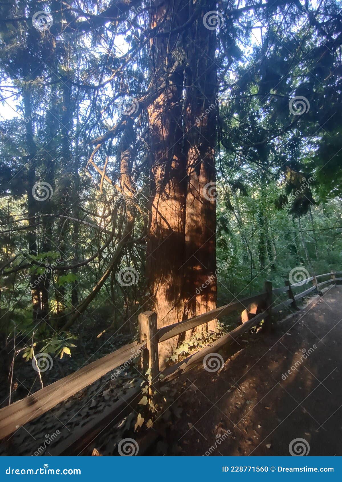 Find all the faces stock photo. Image of leaf, river - 228771560