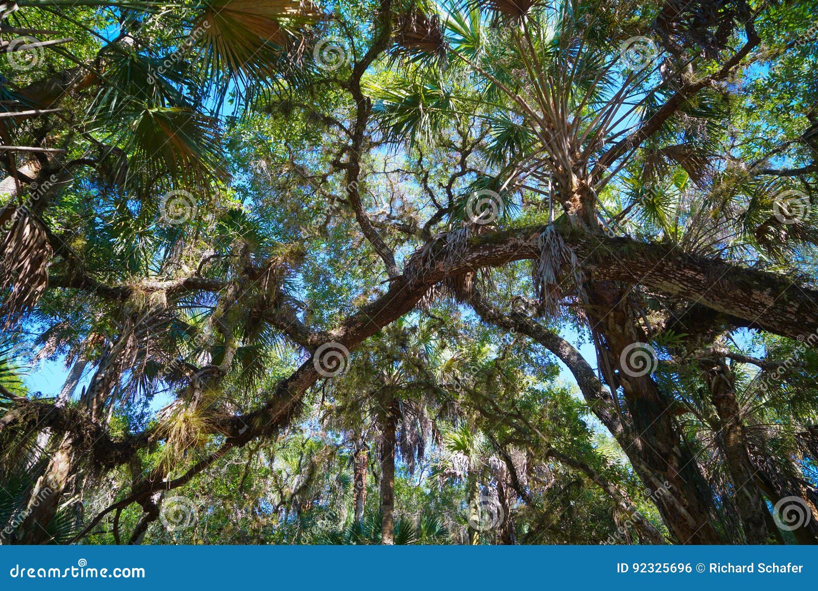 Find its Way stock photo. Image of landscapes, tree, park - 92325696