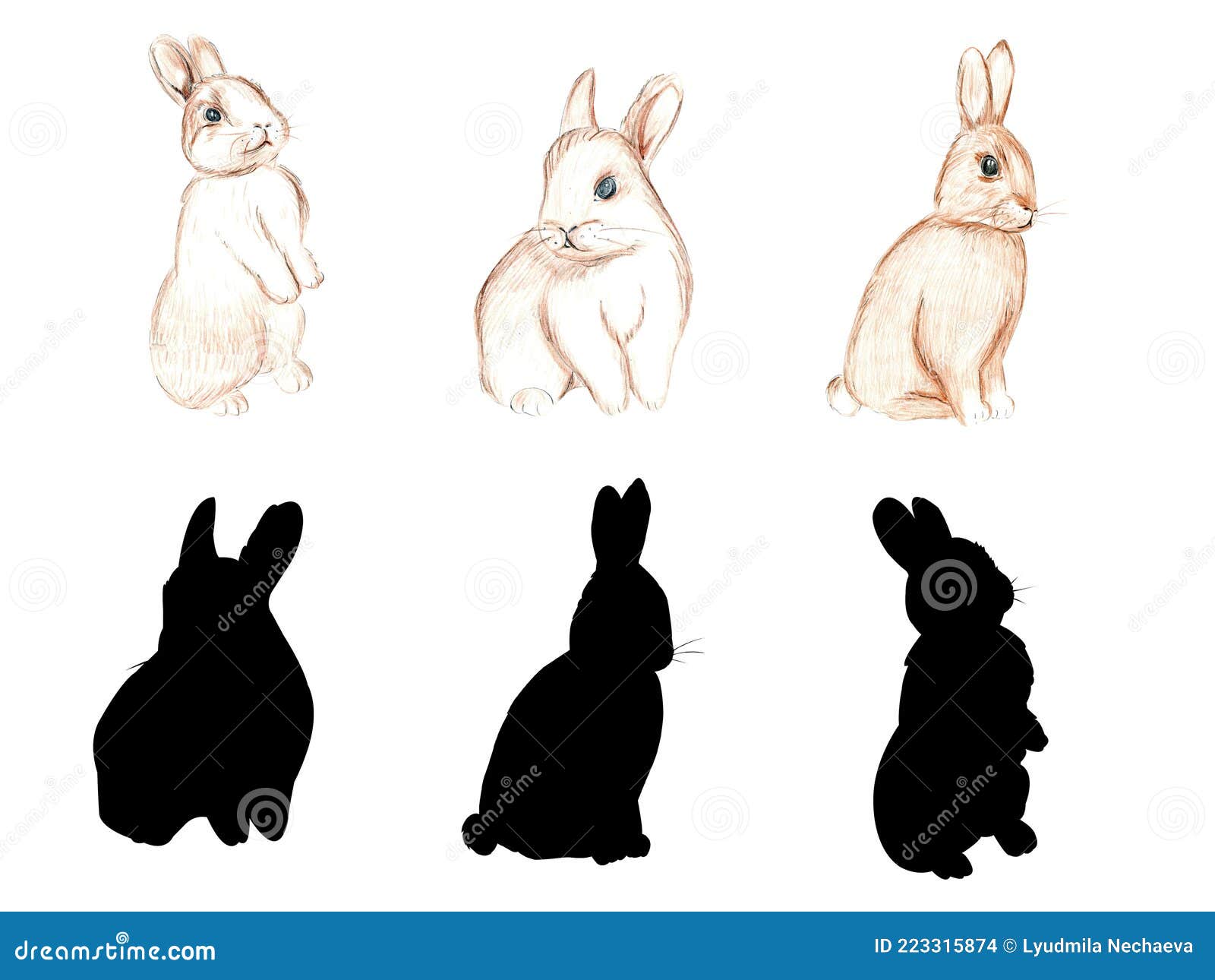 Find the Shadows of Rabbits. Find Cute Animals. Stock Photo - Image of ...