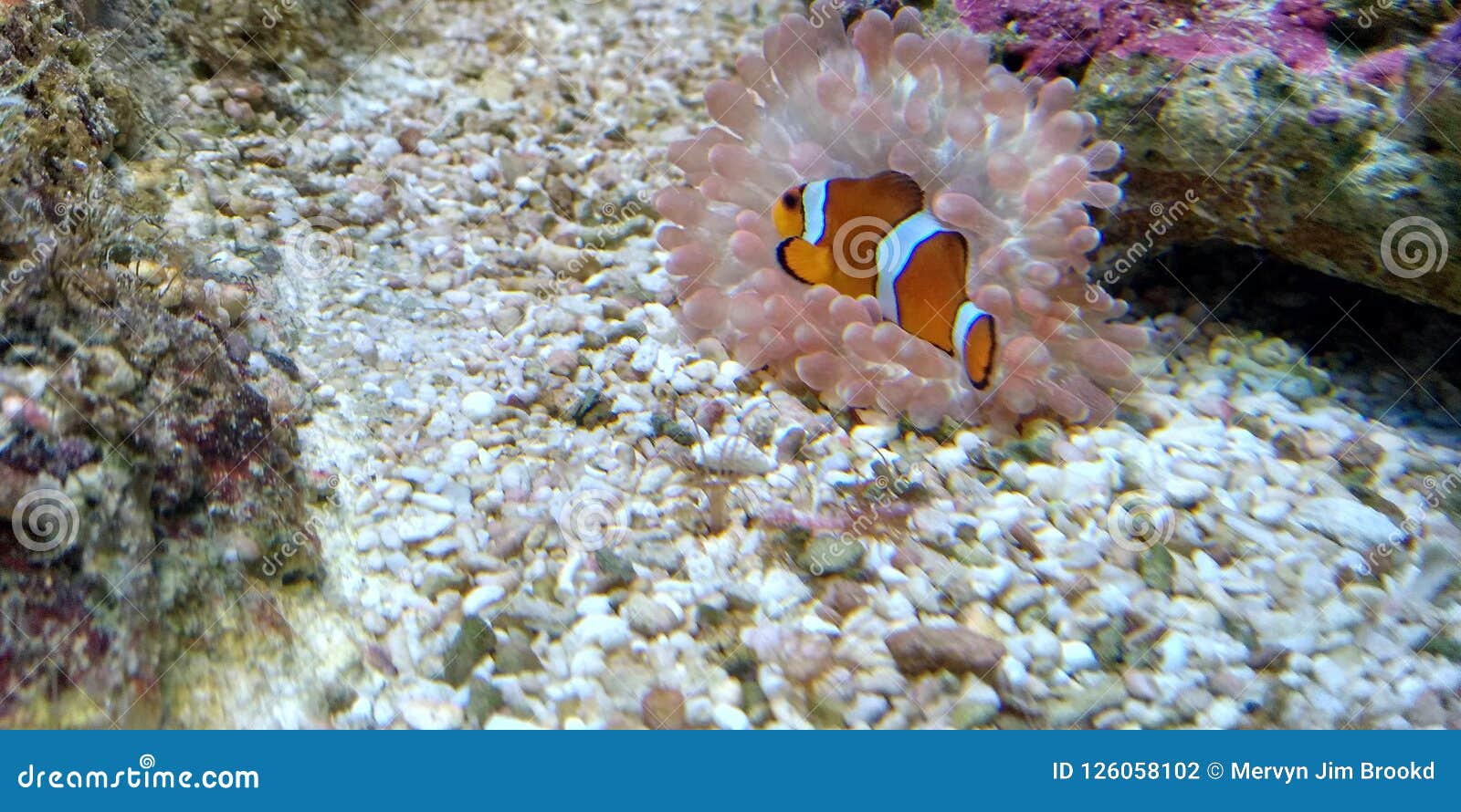 Finding Memo stock photo. Image of clown, memo, finding - 126058102