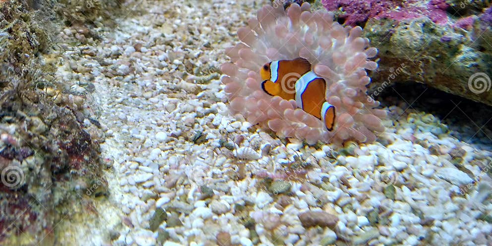 Finding Memo stock photo. Image of clown, memo, finding - 126058102