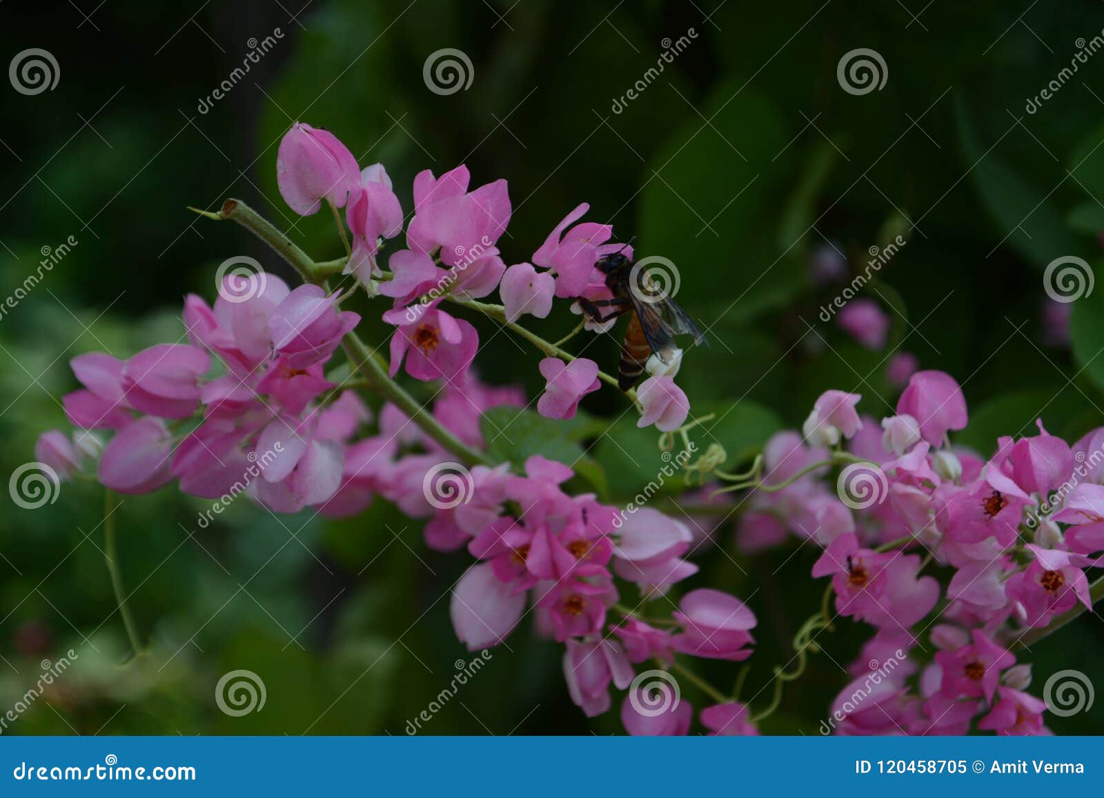 Finding nectar stock image. Image of finding, nectar - 120458705