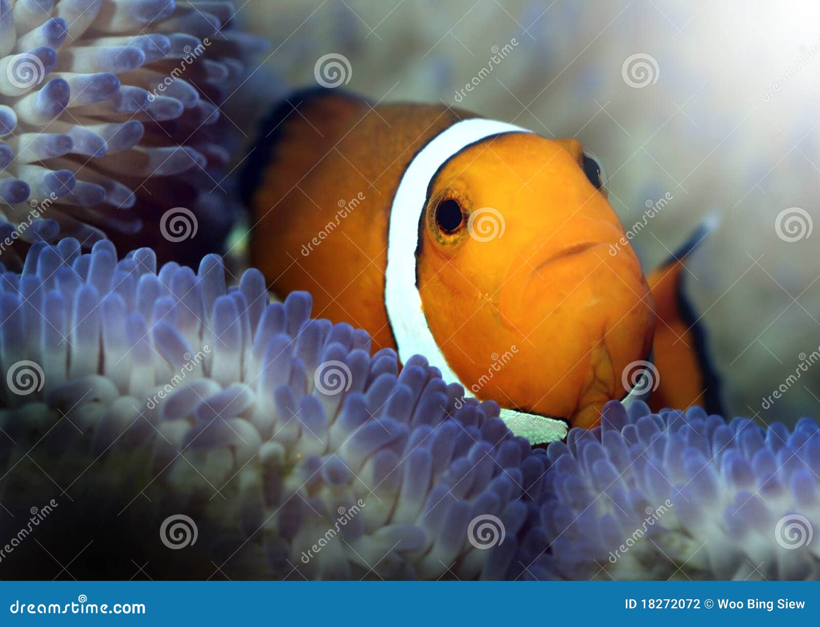 Finding nemo stock photo. Image of adventure, cute, aquarium - 18272072