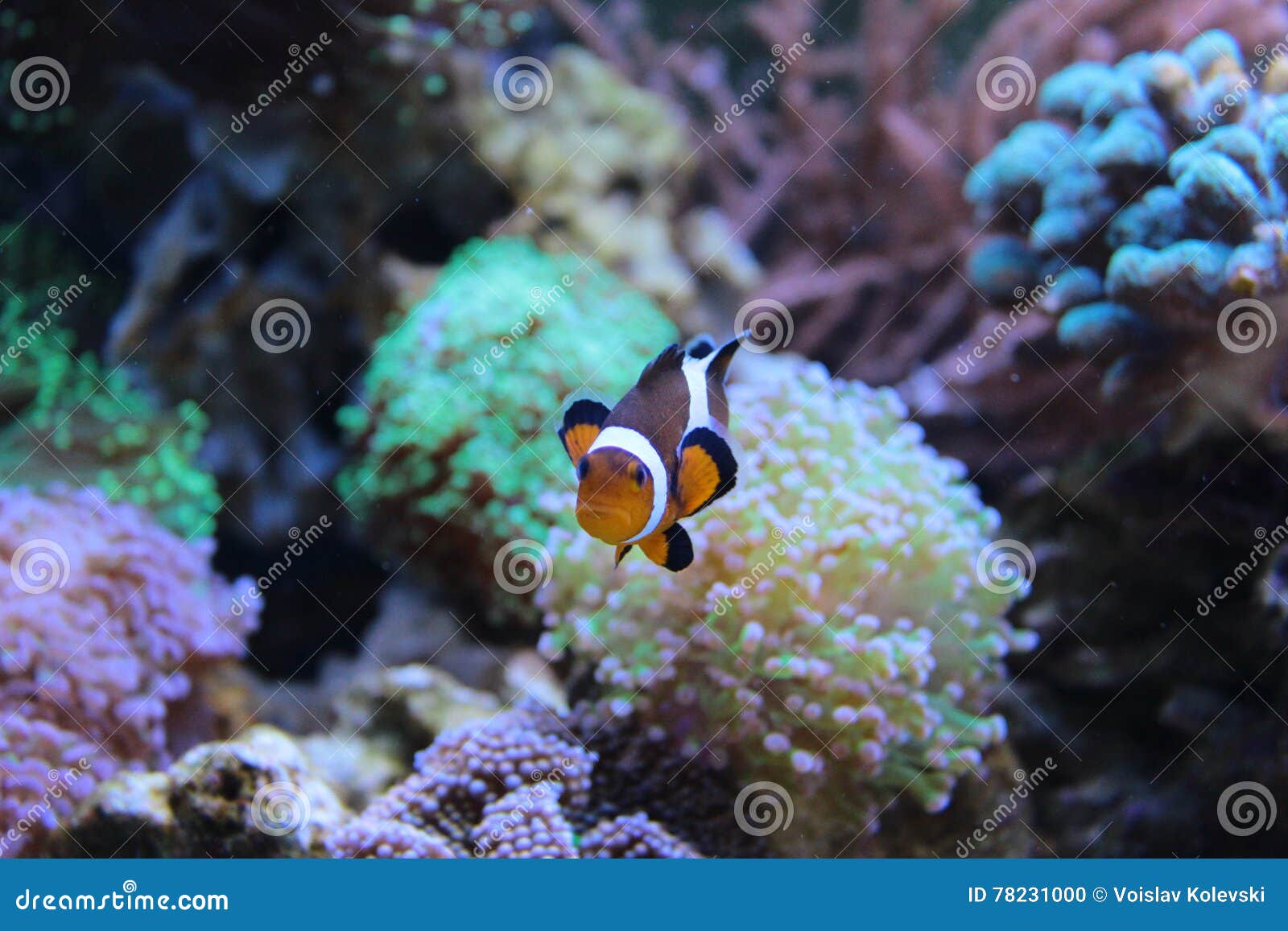 Finding Nemo On A Real Fish Tank Royalty-Free Stock Photography ...
