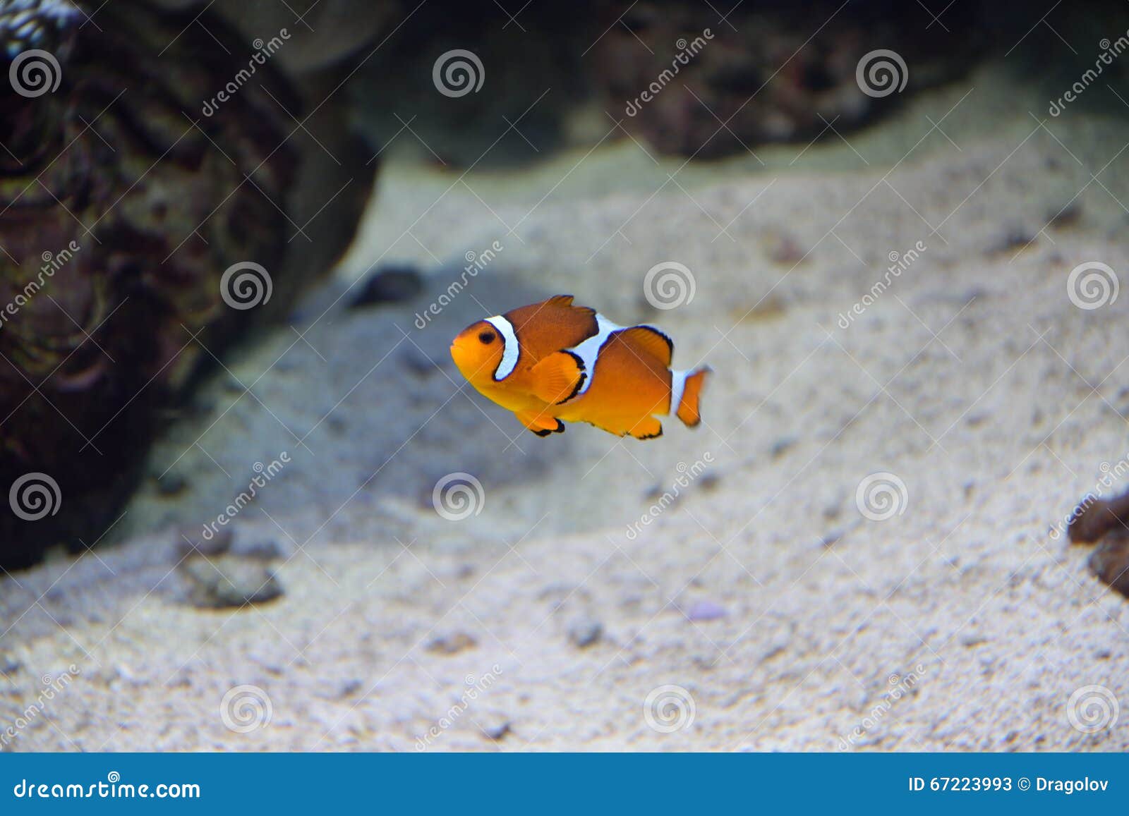 Finding Nemo stock image. Image of underwater, water - 67223993